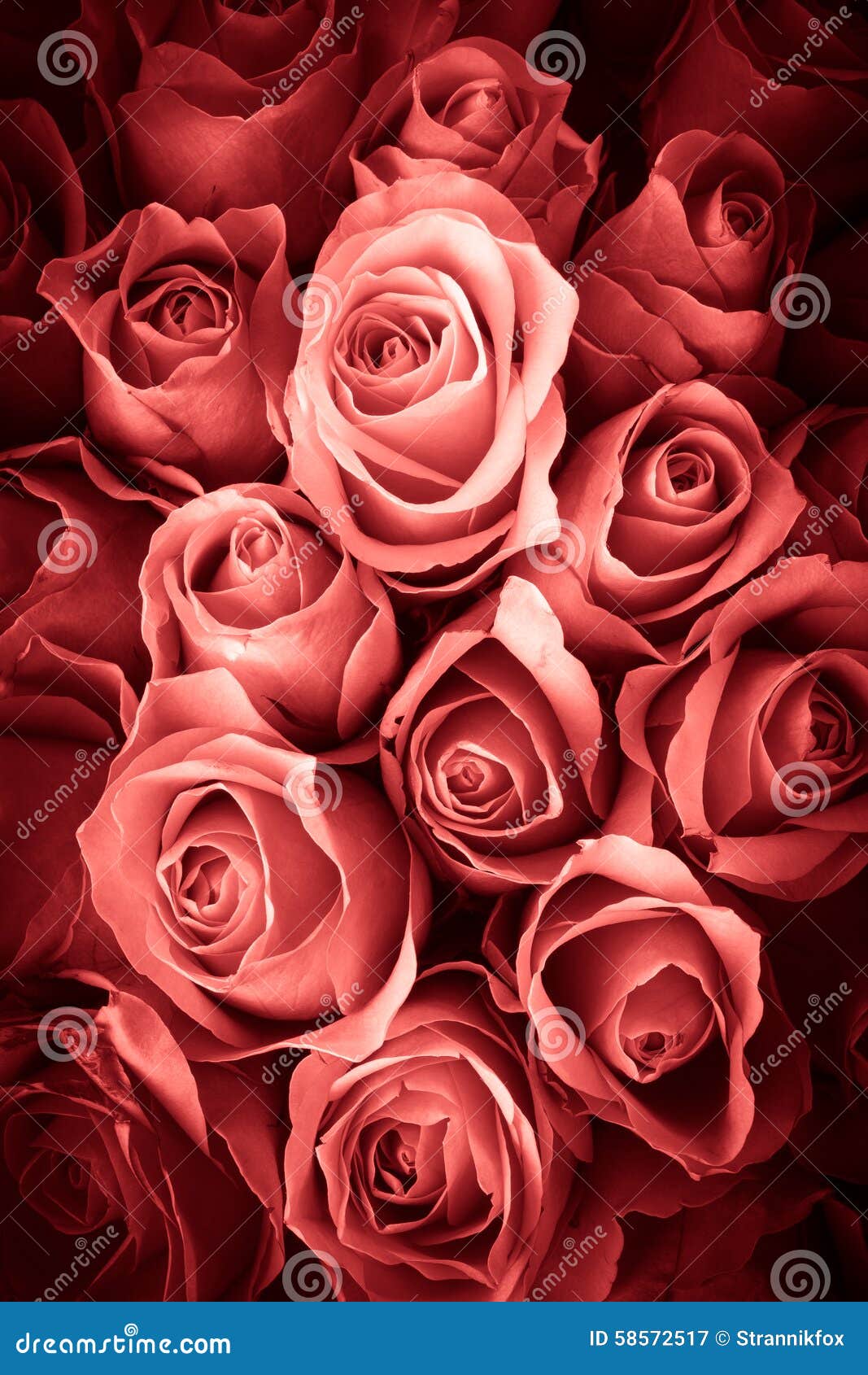 Natural Roses background stock image. Image of background - 58572517