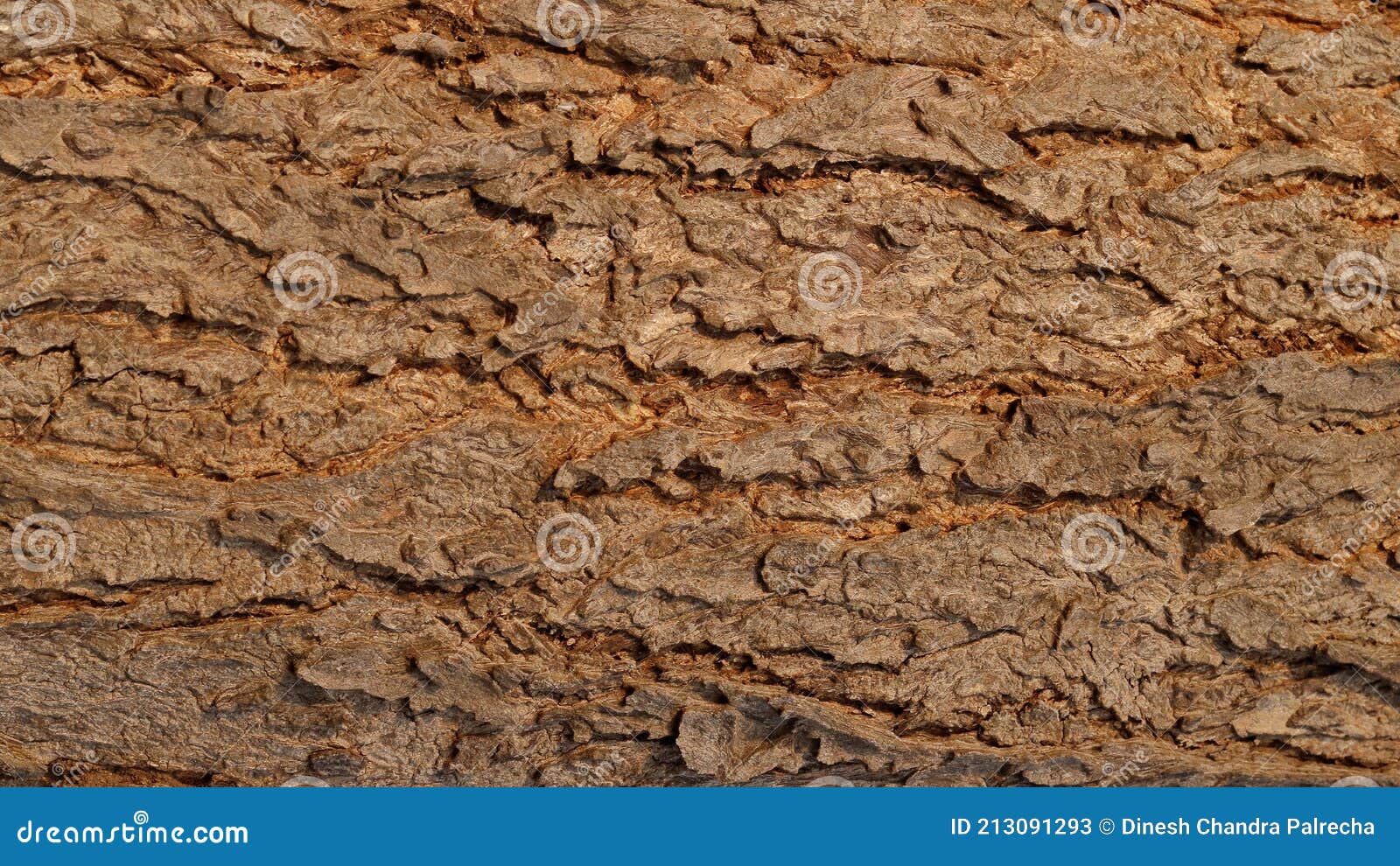 Natural Tree Bark Texture Backgrond Stock Image - Image of rough ...