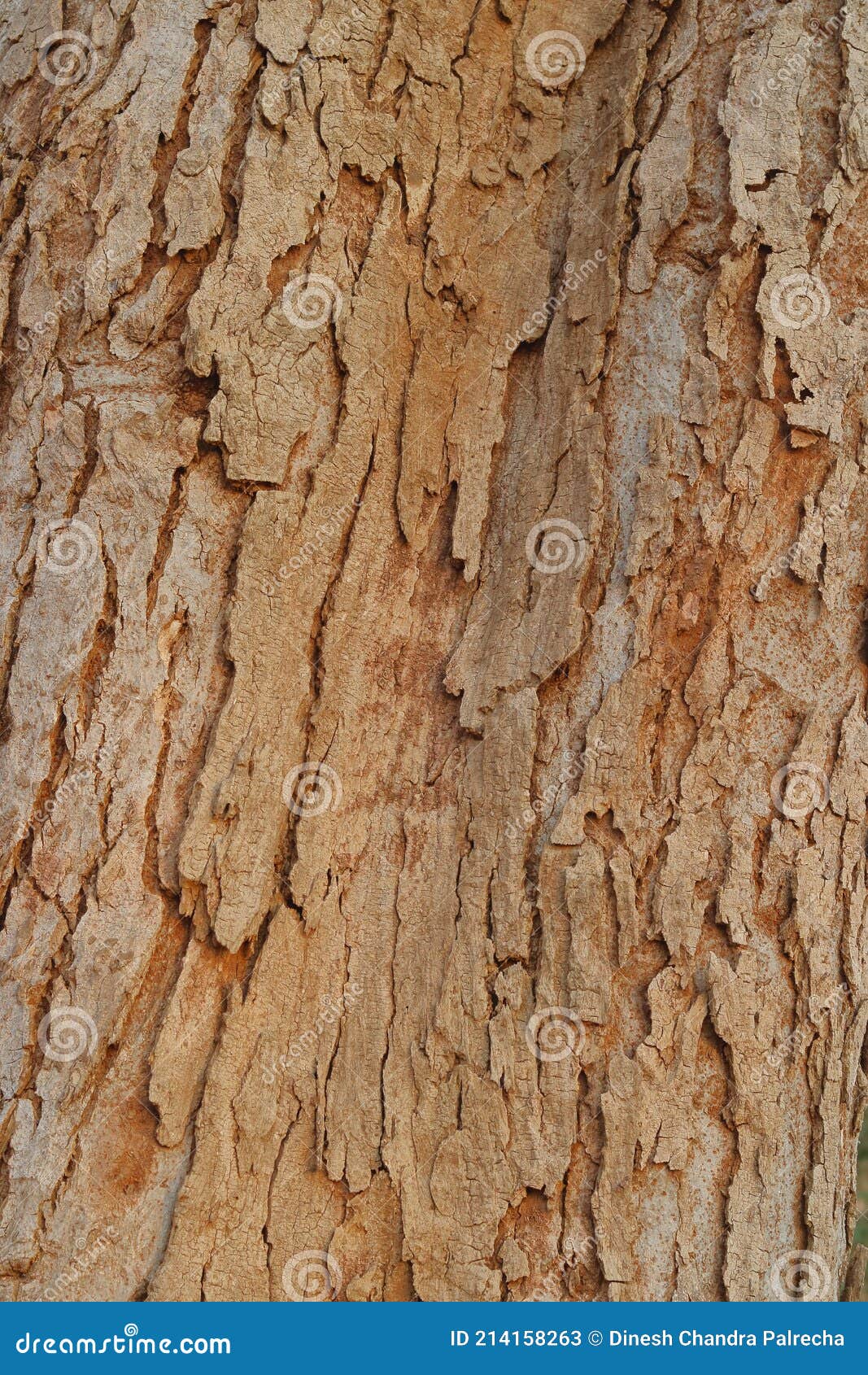 Vertical Natural Tree Bark Texture Backgrond Stock Image - Image of ...