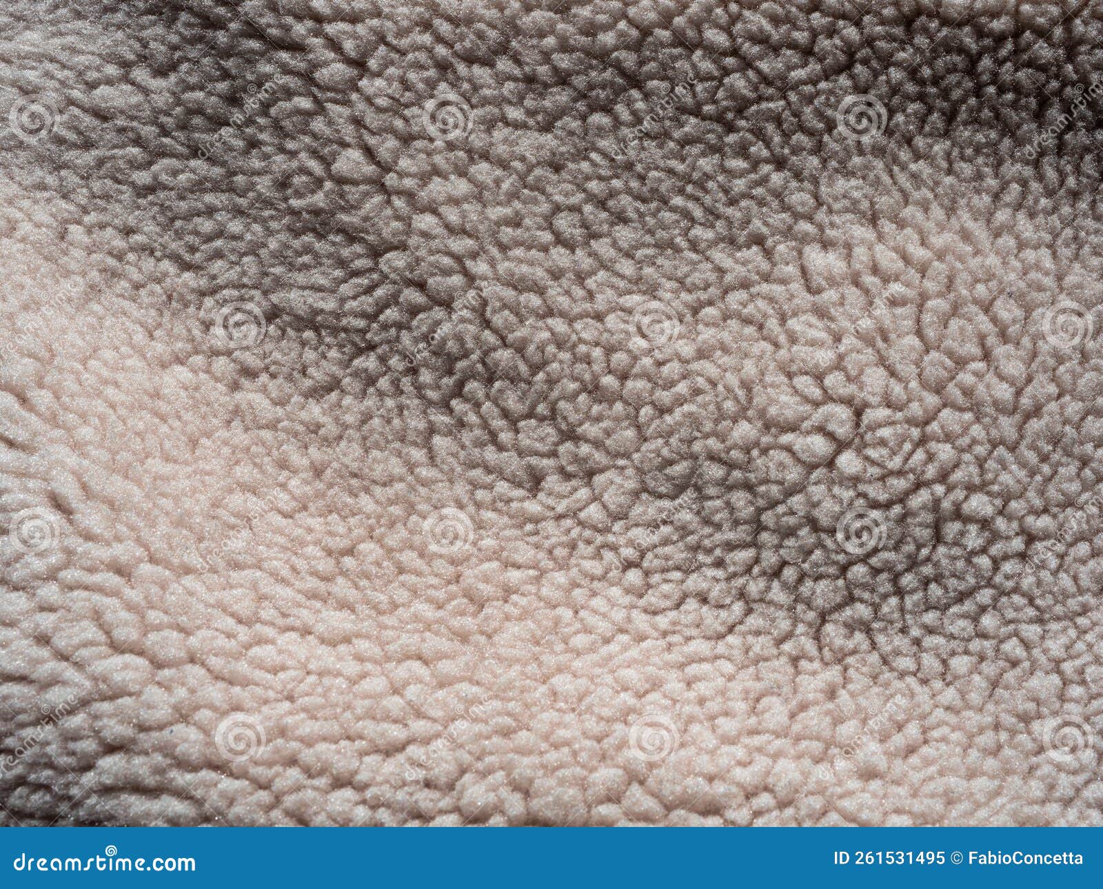 Natural and Rough Wool Fleece Texture Abstract Background of the Sheep ...