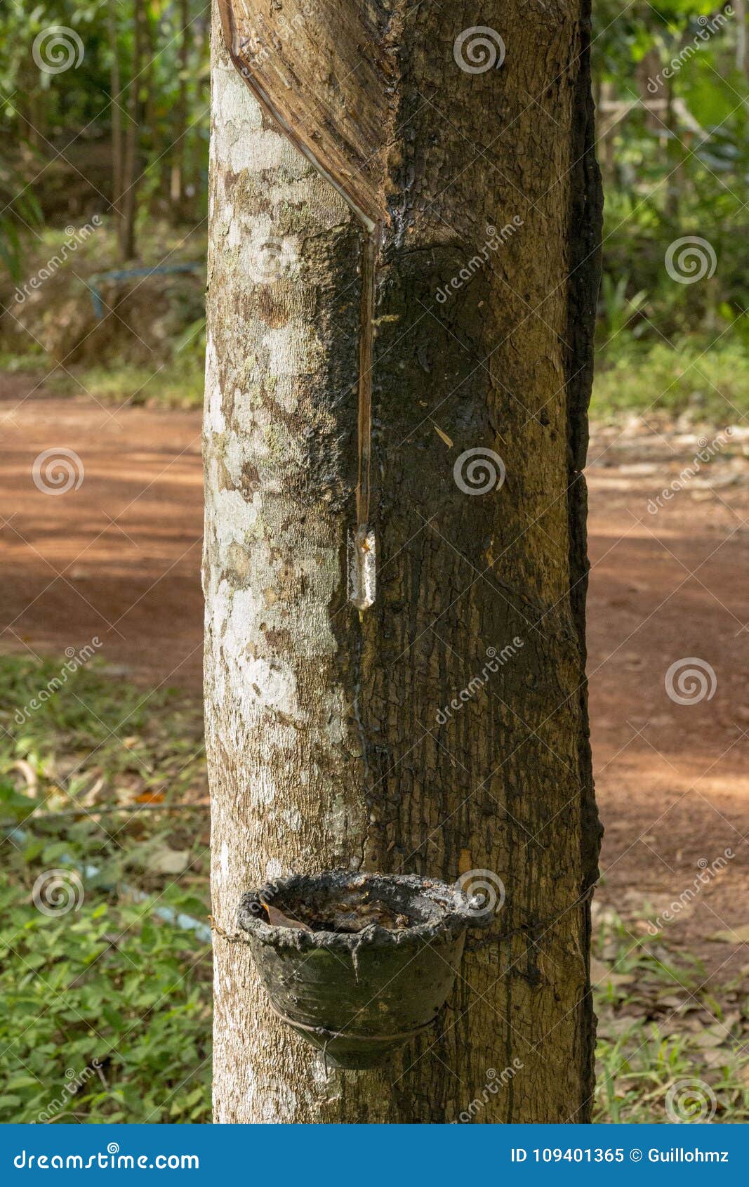 Natural rubber hevea stock image. Image of producers - 109401365