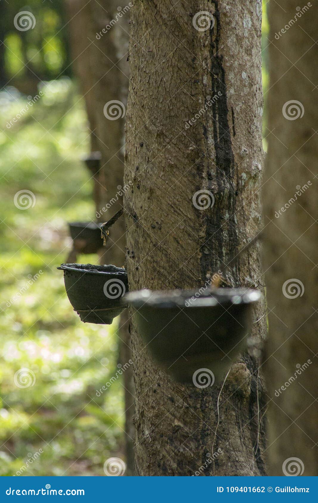 Natural rubber hevea stock photo. Image of isoprene - 109401662