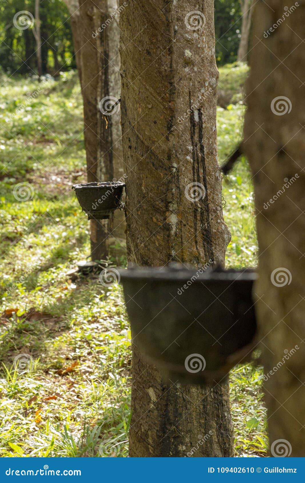 Natural rubber hevea stock photo. Image of isoprene - 109402610