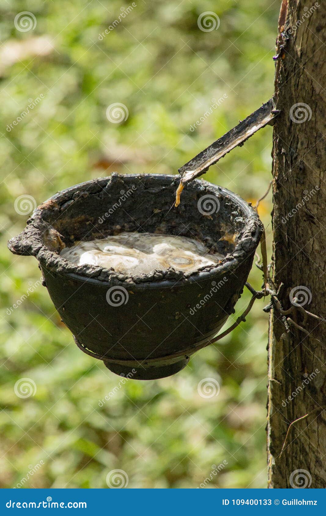 Natural rubber hevea stock image. Image of isoprene - 109400133