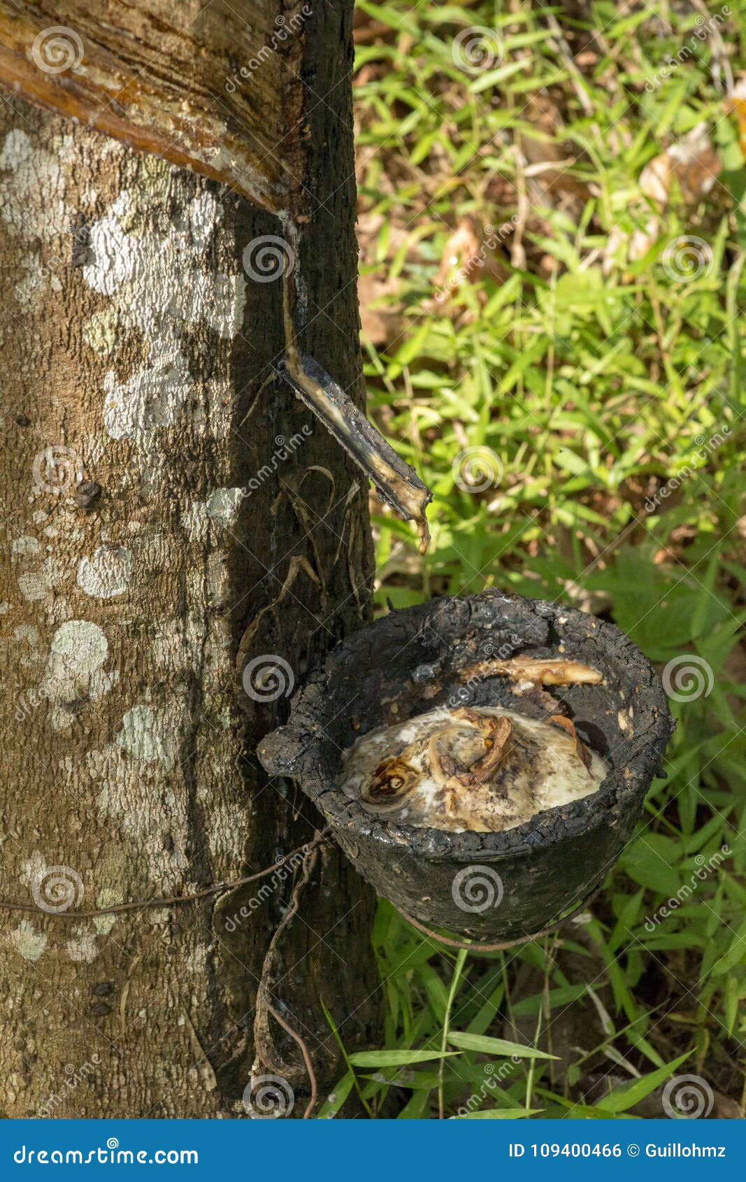 Natural rubber hevea stock photo. Image of produced - 109400466