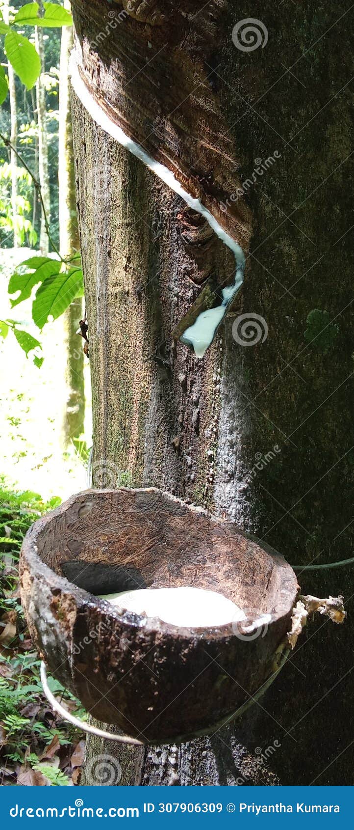 Natural Rubber Coconut Cups Stock Image - Image of rubber, cups: 307906309