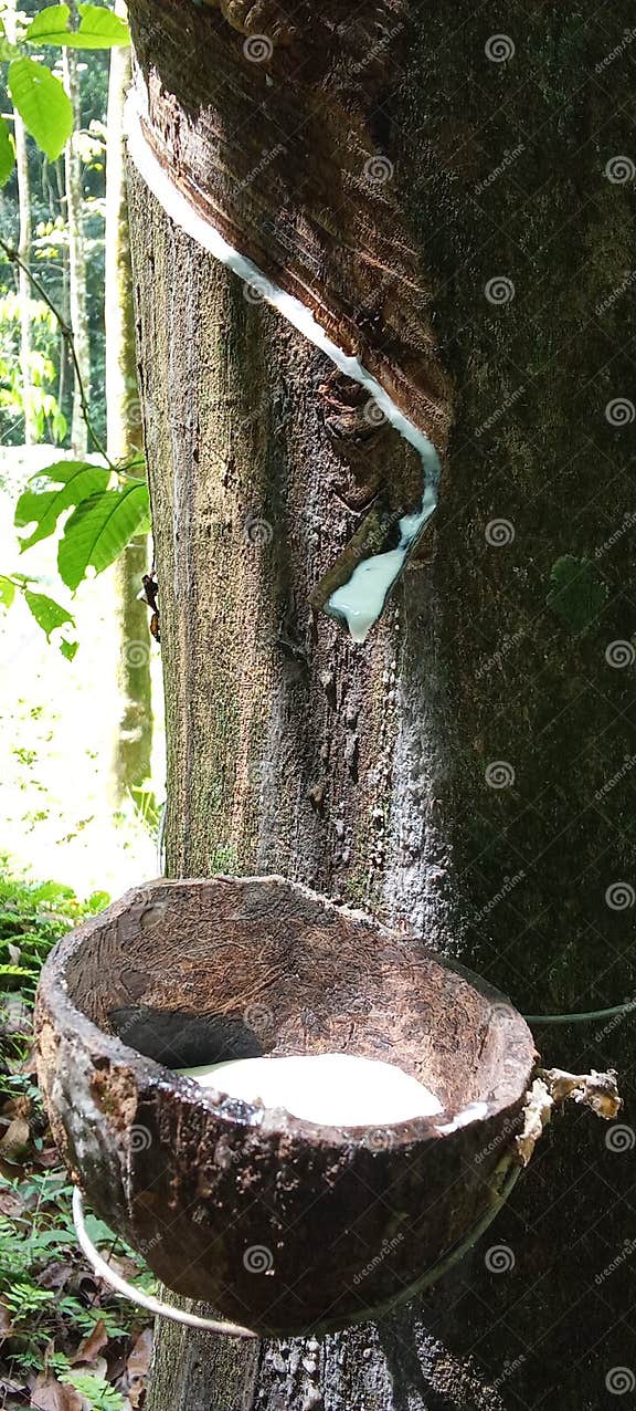 Natural Rubber Coconut Cups Stock Image - Image of rubber, cups: 307906309