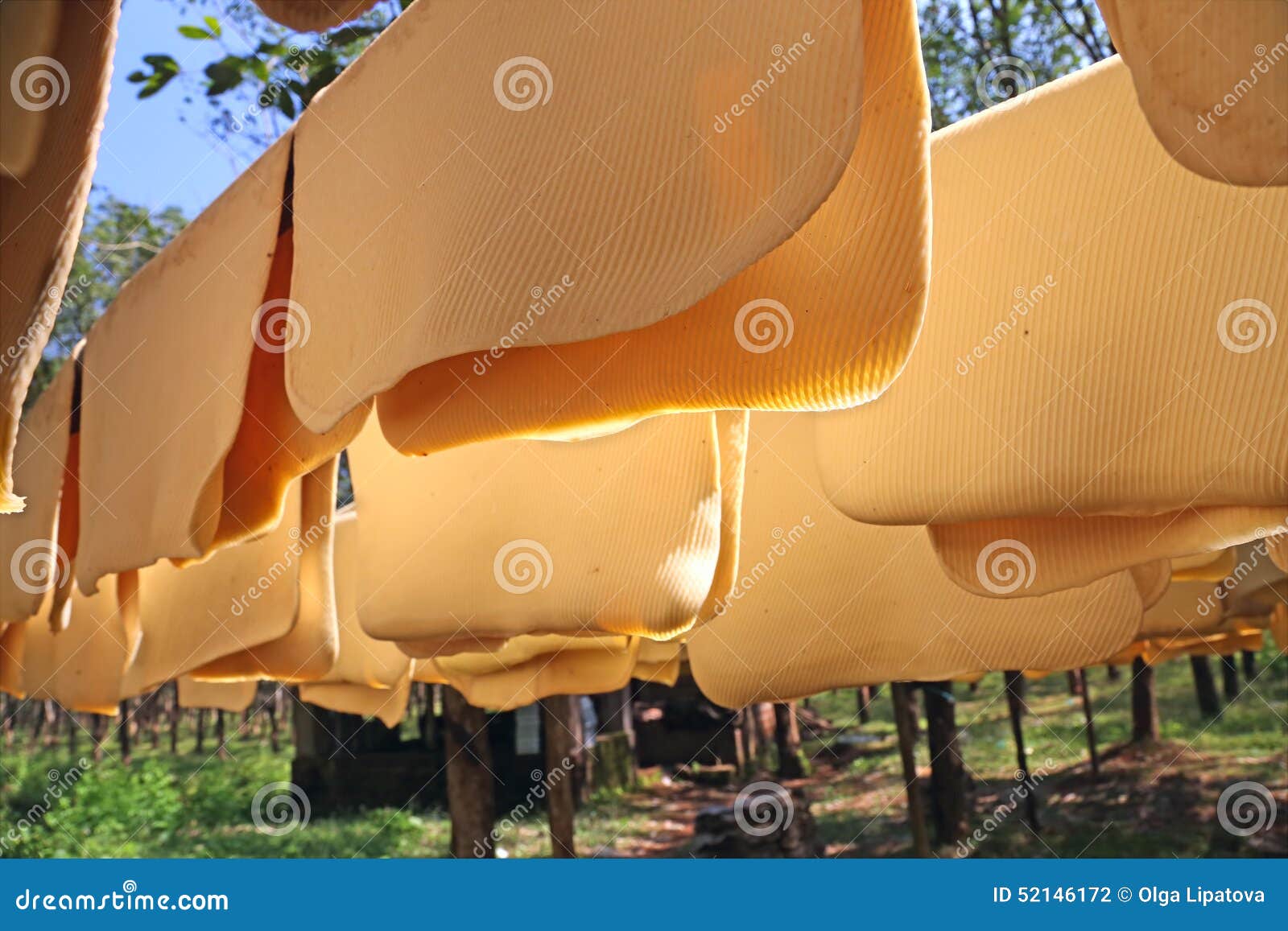 Natural rubber stock photo. Image of india, lanka, floor - 52146172
