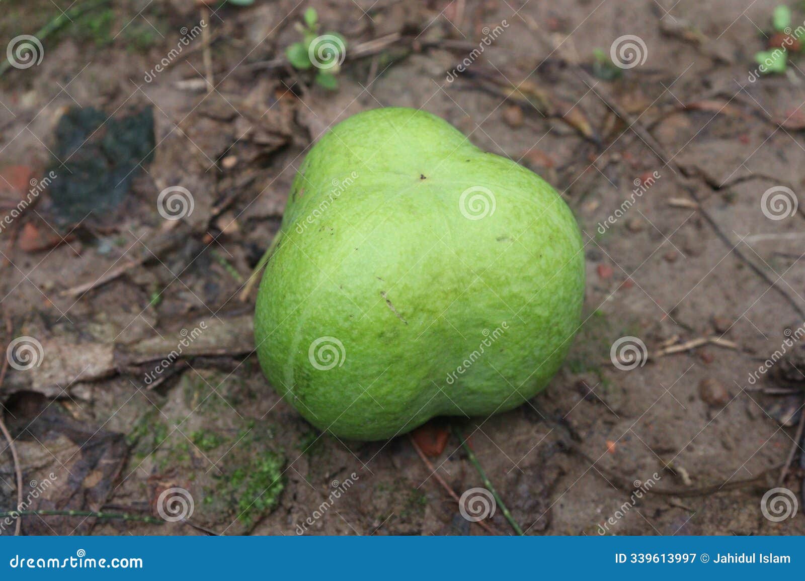 Natural Rubber Fruit on Farm for Seed Stock Image - Image of plantation ...