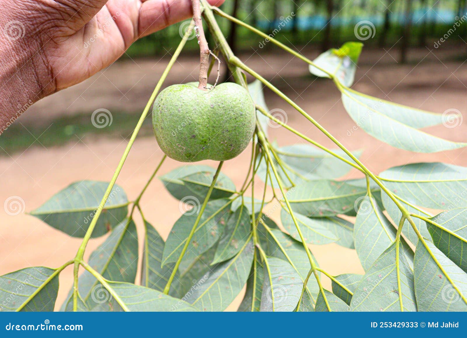 Natural Rubber Fruit with Seed Stock Image - Image of latex ...
