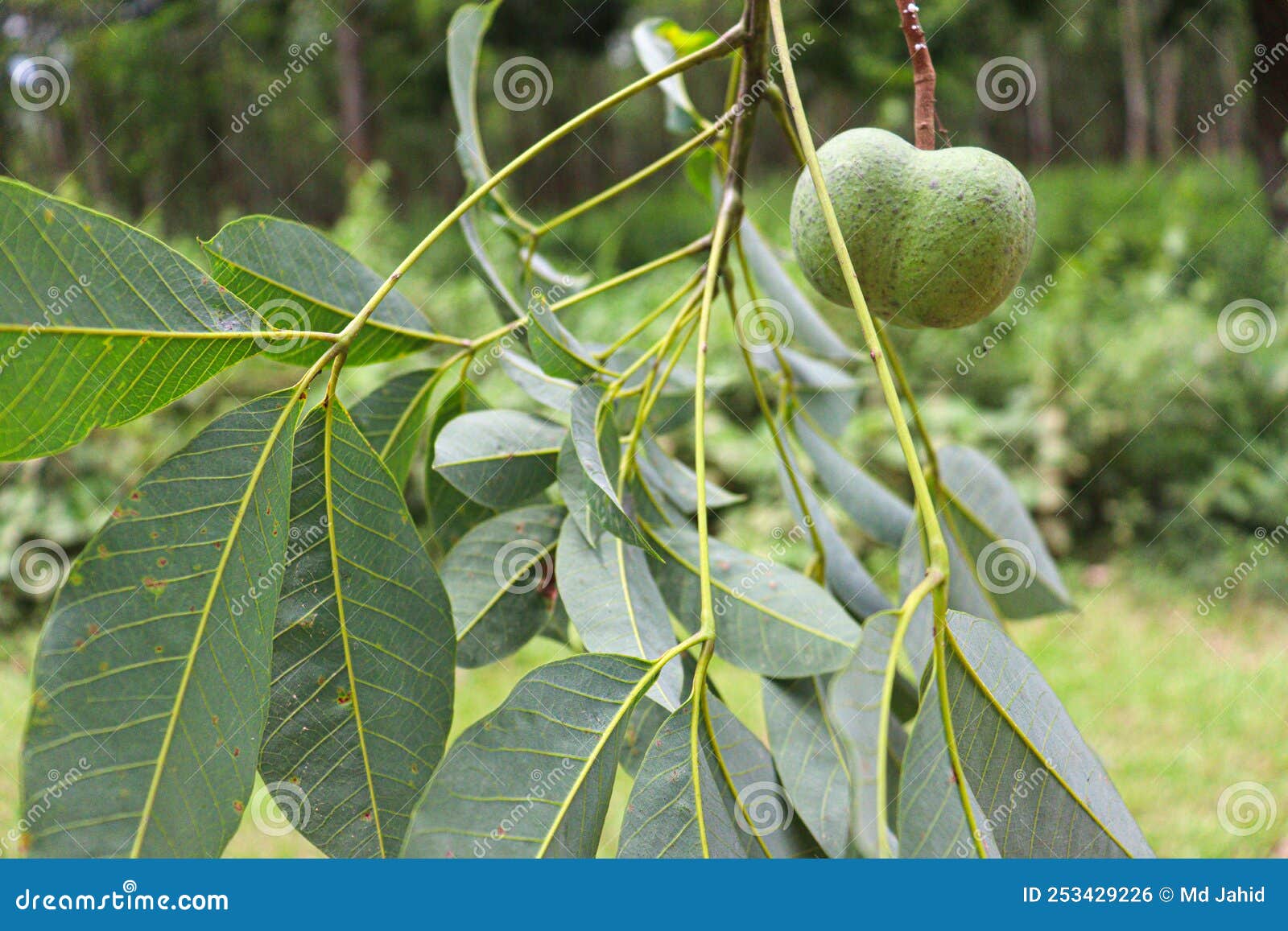 Natural Rubber Fruit with Seed Stock Photo - Image of seed, process ...