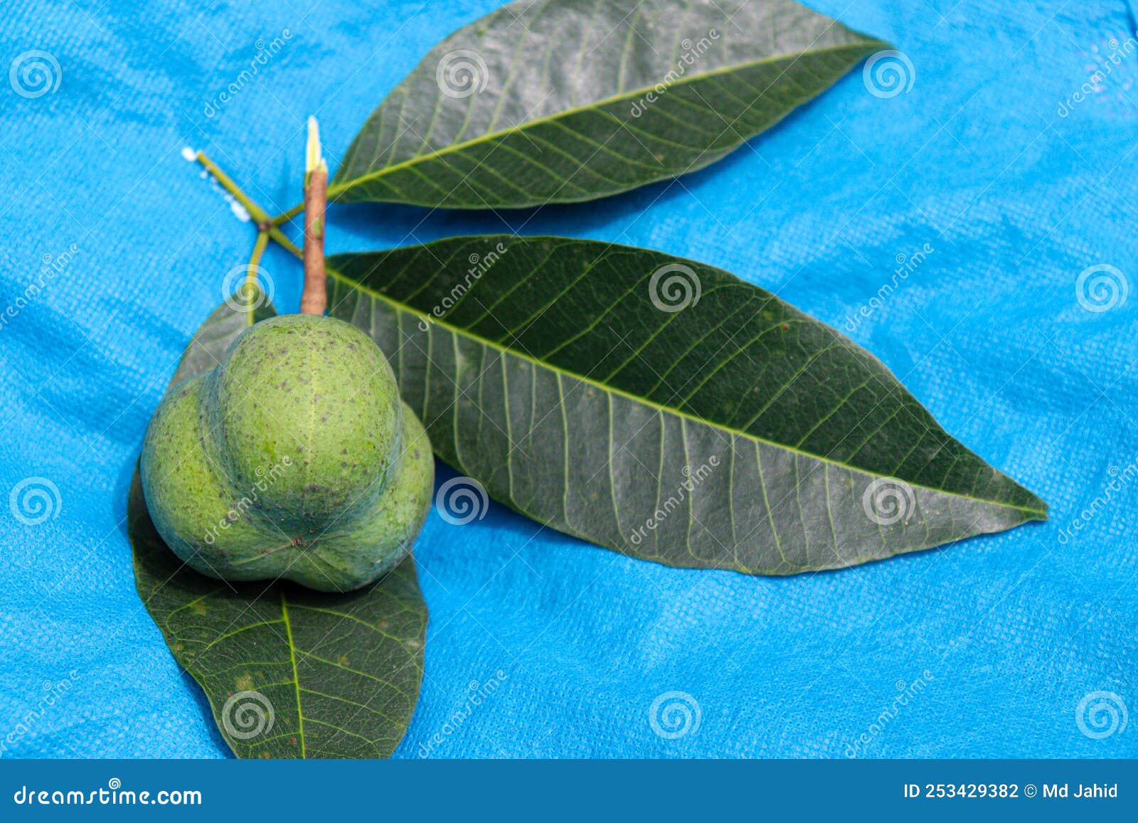 Natural Rubber Fruit with Seed Stock Photo - Image of plant, plantation ...