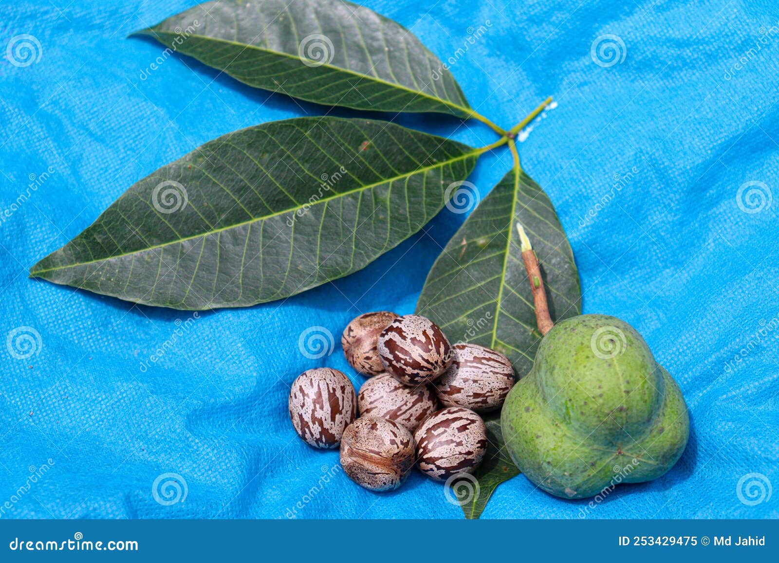 Natural Rubber Fruit with Seed Stock Image - Image of lumber, farming ...
