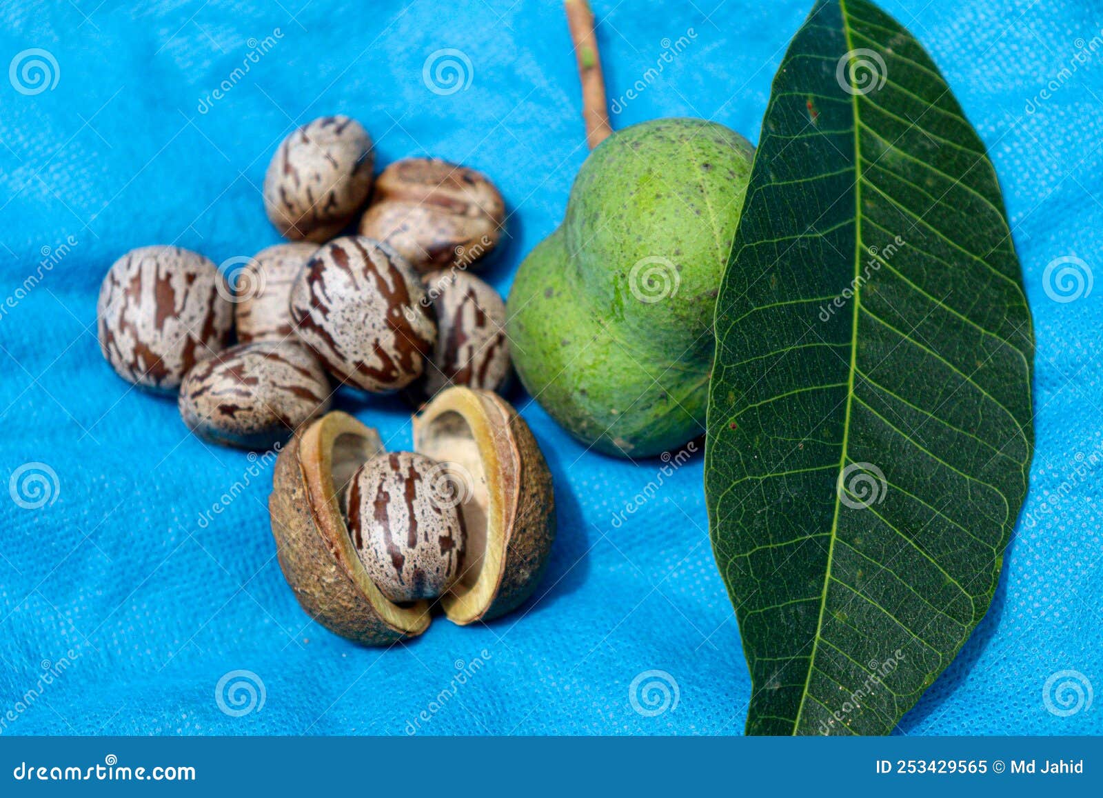 Natural Rubber Fruit with Seed Stock Image - Image of liquid, fruit ...