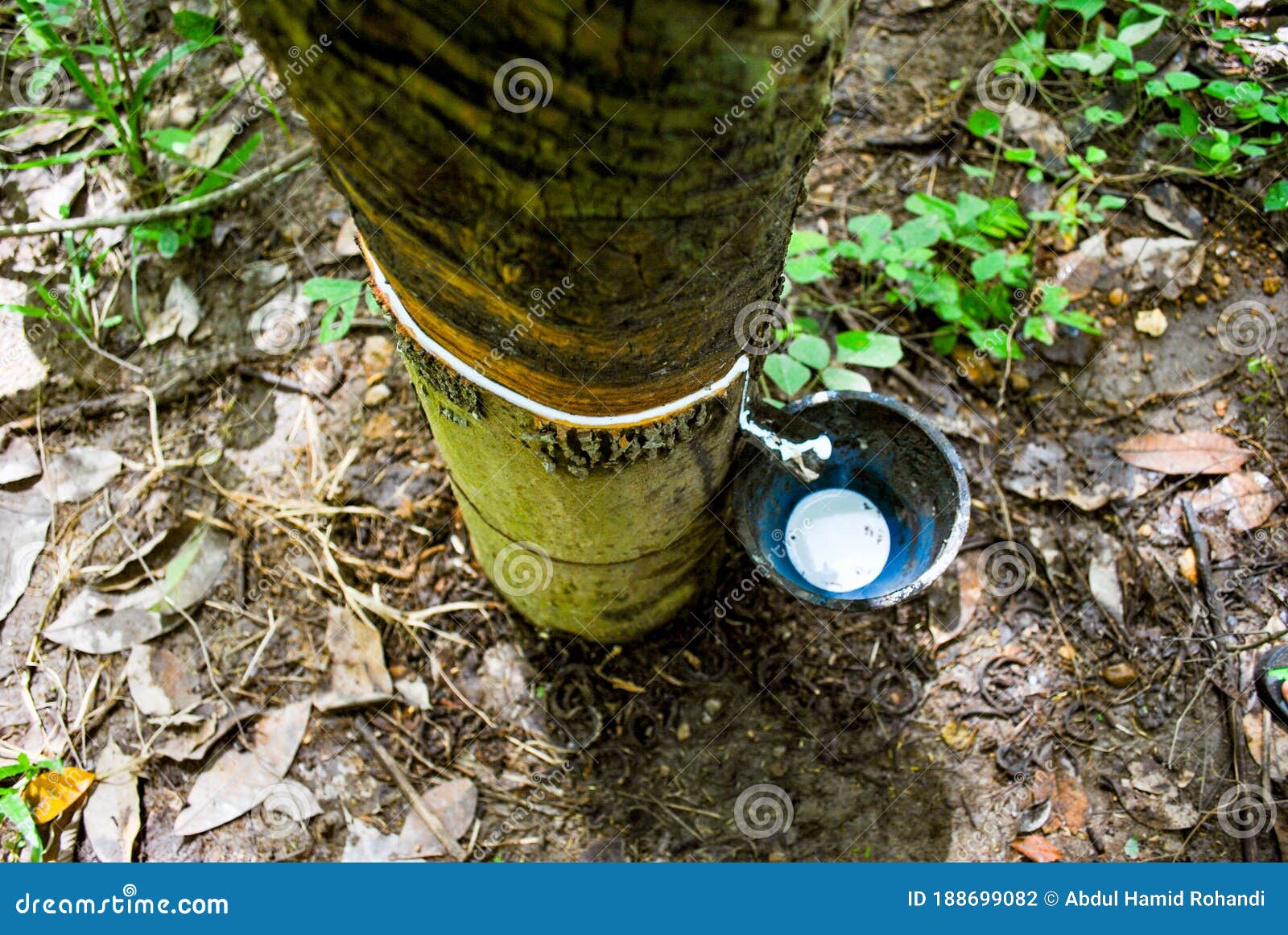 Natural Rubber Latex Trapped from Rubber Tree Stock Photo - Image of ...