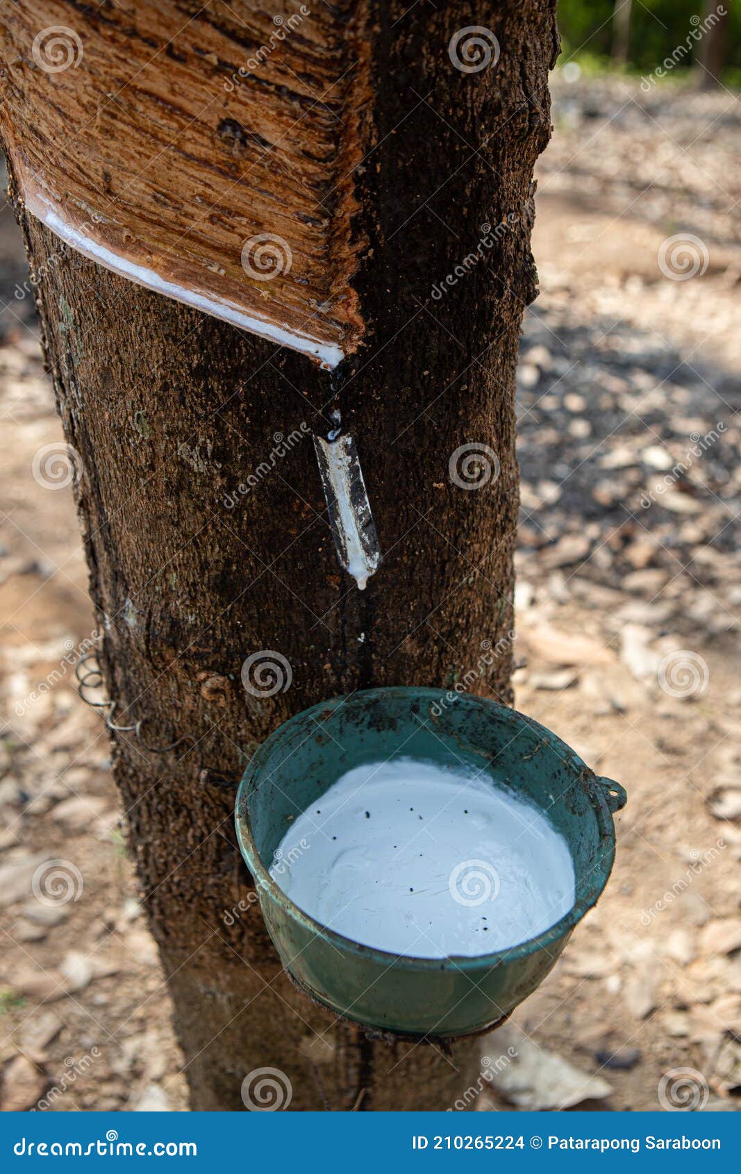 Natural Rubber Latex Trapped from Rubber Tree in Thailand Stock Photo ...