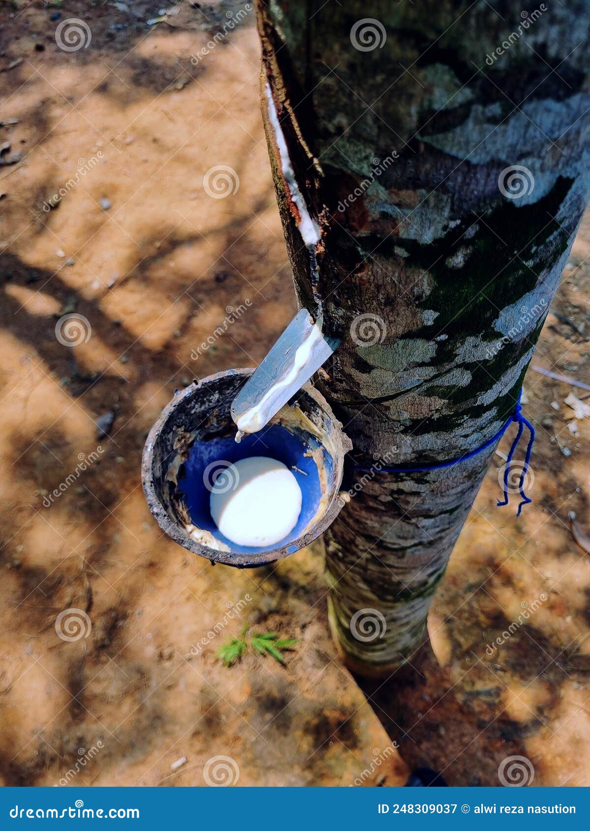 Natural Rubber Collecting stock image. Image of leaf - 248309037