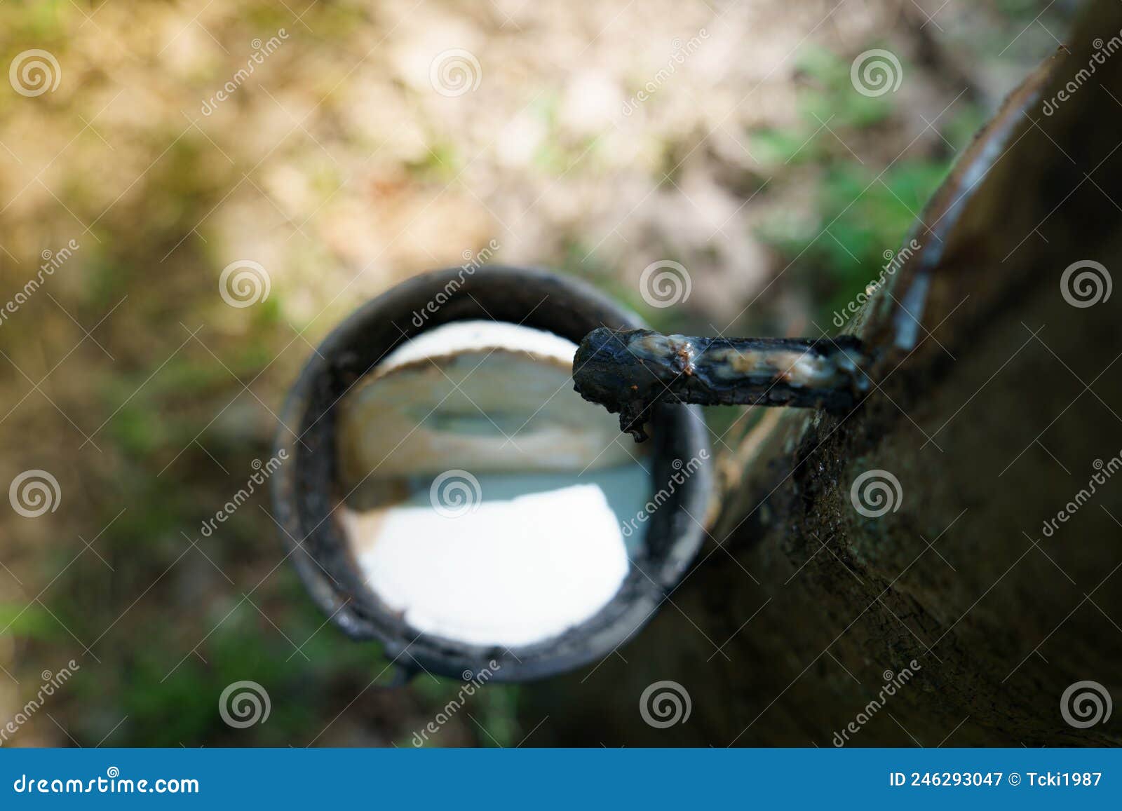 Natural Rubber Tree Sap Forrest Nature Milk of Rubber Stock Image ...