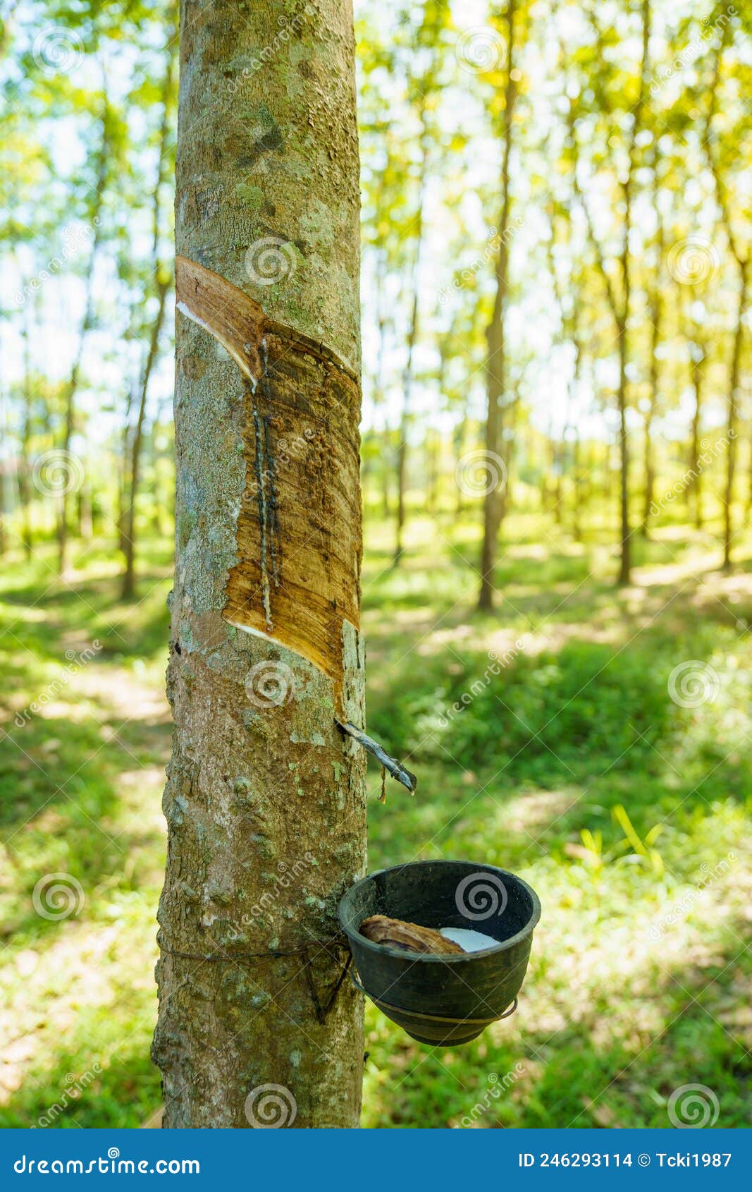 Natural Rubber Tree Sap Forrest Nature Milk of Rubber Stock Photo ...