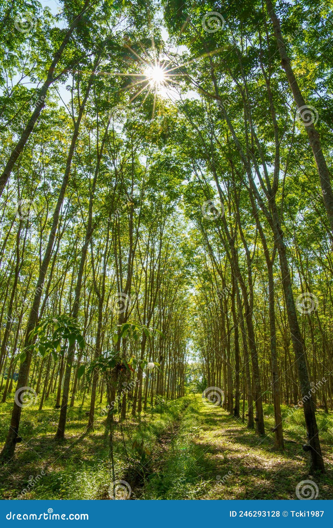 Natural Rubber Tree Sap Forrest Nature Milk of Rubber Stock Photo ...