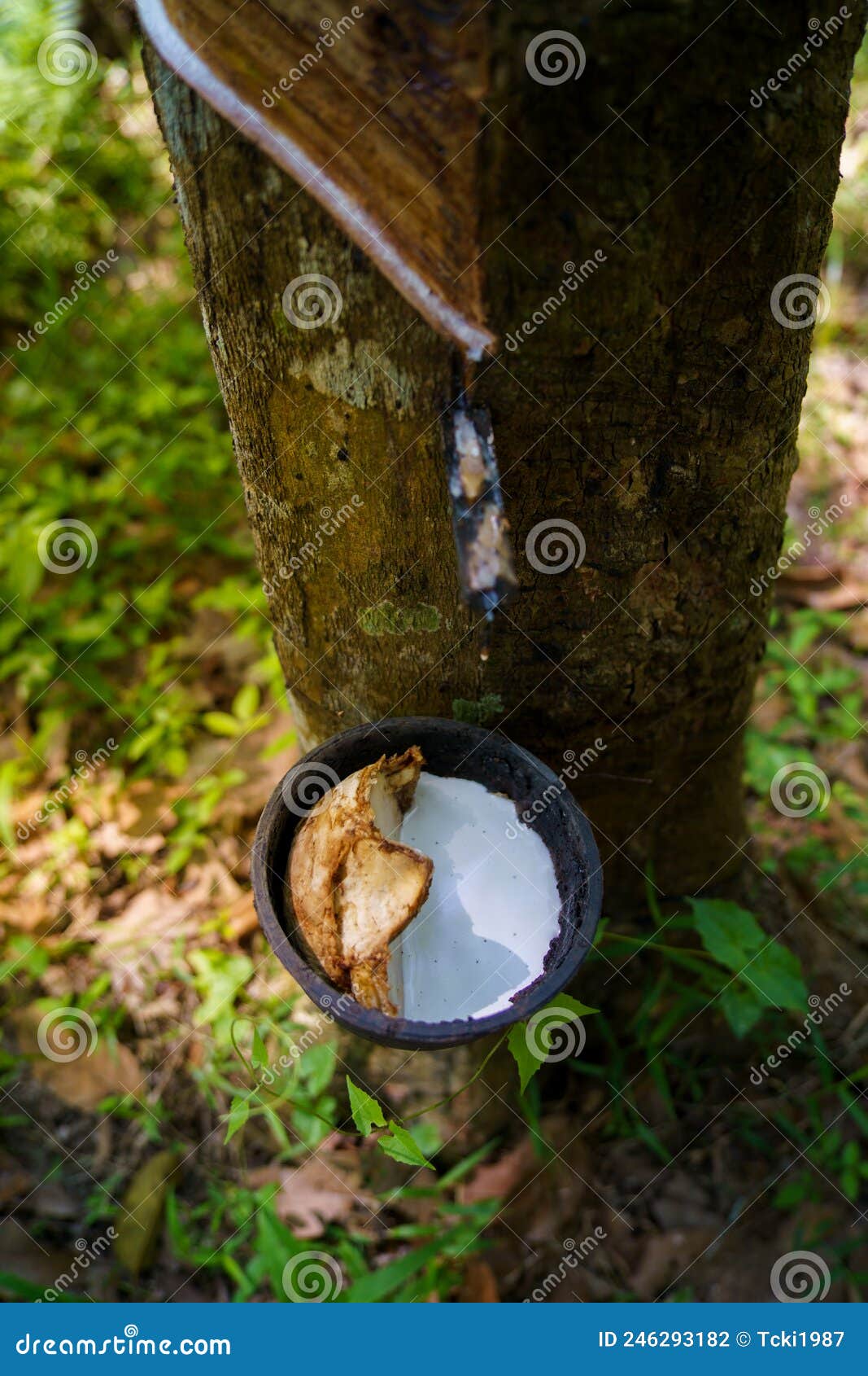 Natural Rubber Tree Sap Forrest Nature Milk of Rubber Stock Photo ...