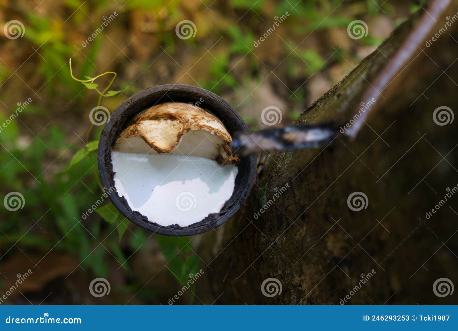 Natural Rubber Tree Sap Forrest Nature Milk of Rubber Stock Image ...
