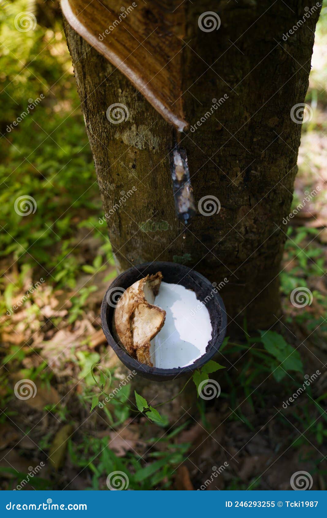 Natural Rubber Tree Sap Forrest Nature Milk of Rubber Stock Image ...