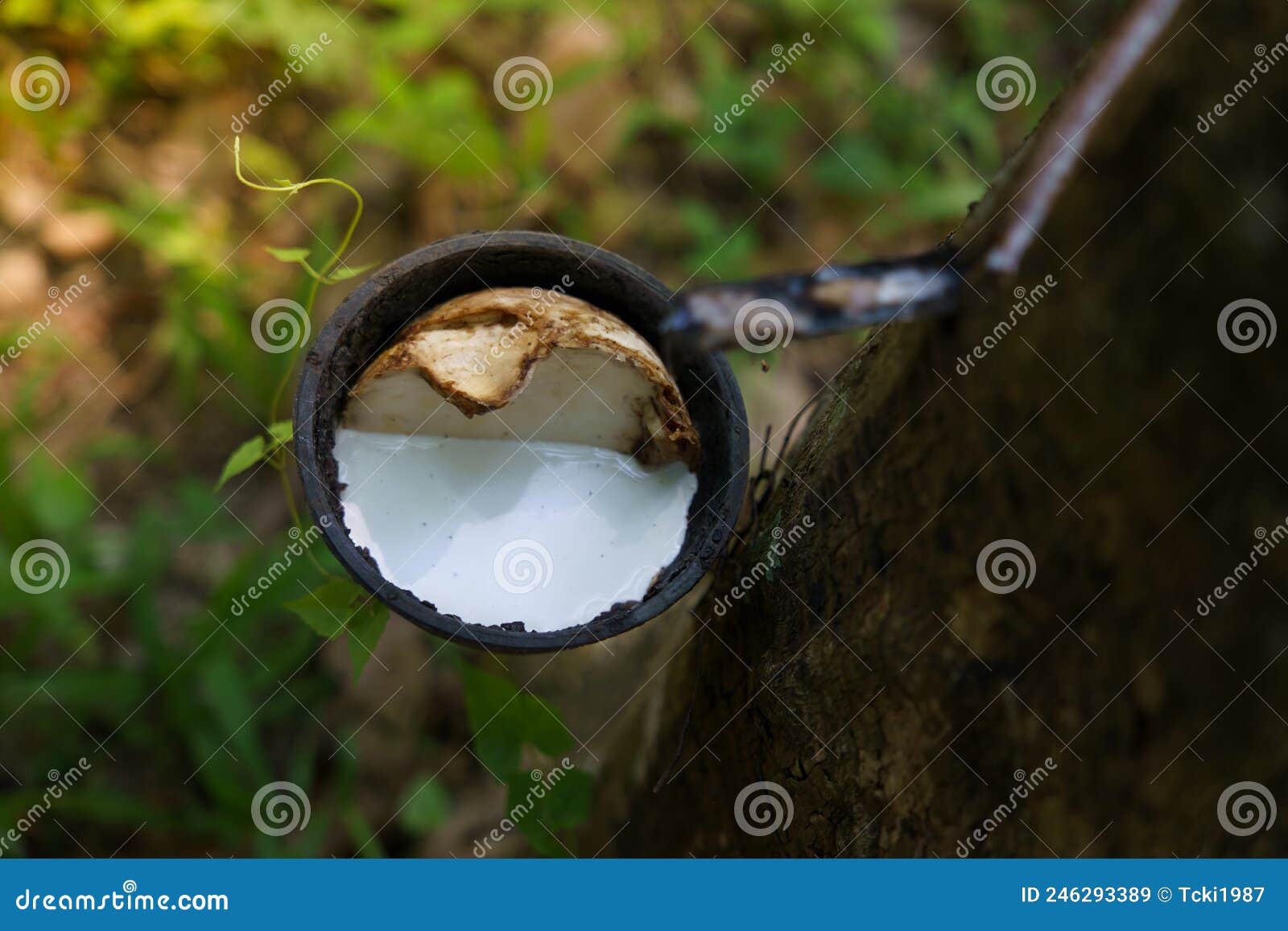 Natural Rubber Tree Sap Forrest Nature Milk of Rubber Stock Image ...