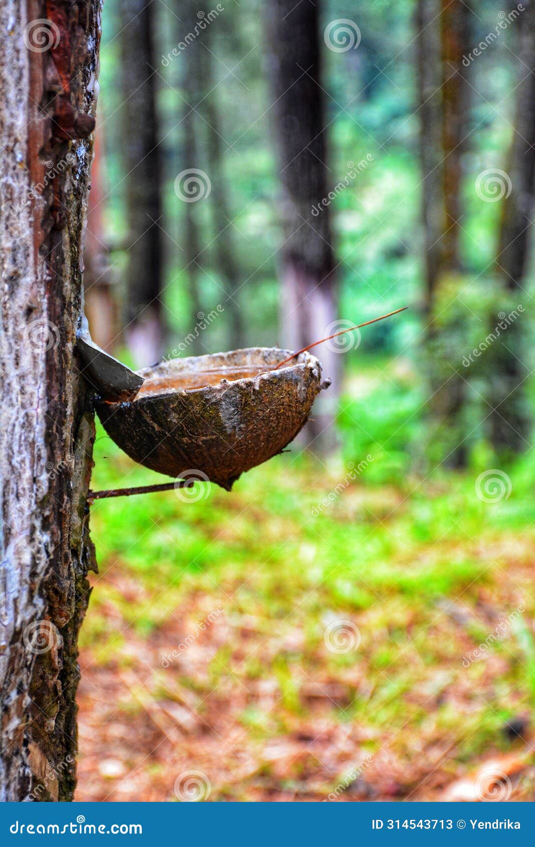 Natural Rubber Tree in Shell Stock Image - Image of rubber, tree: 314543713