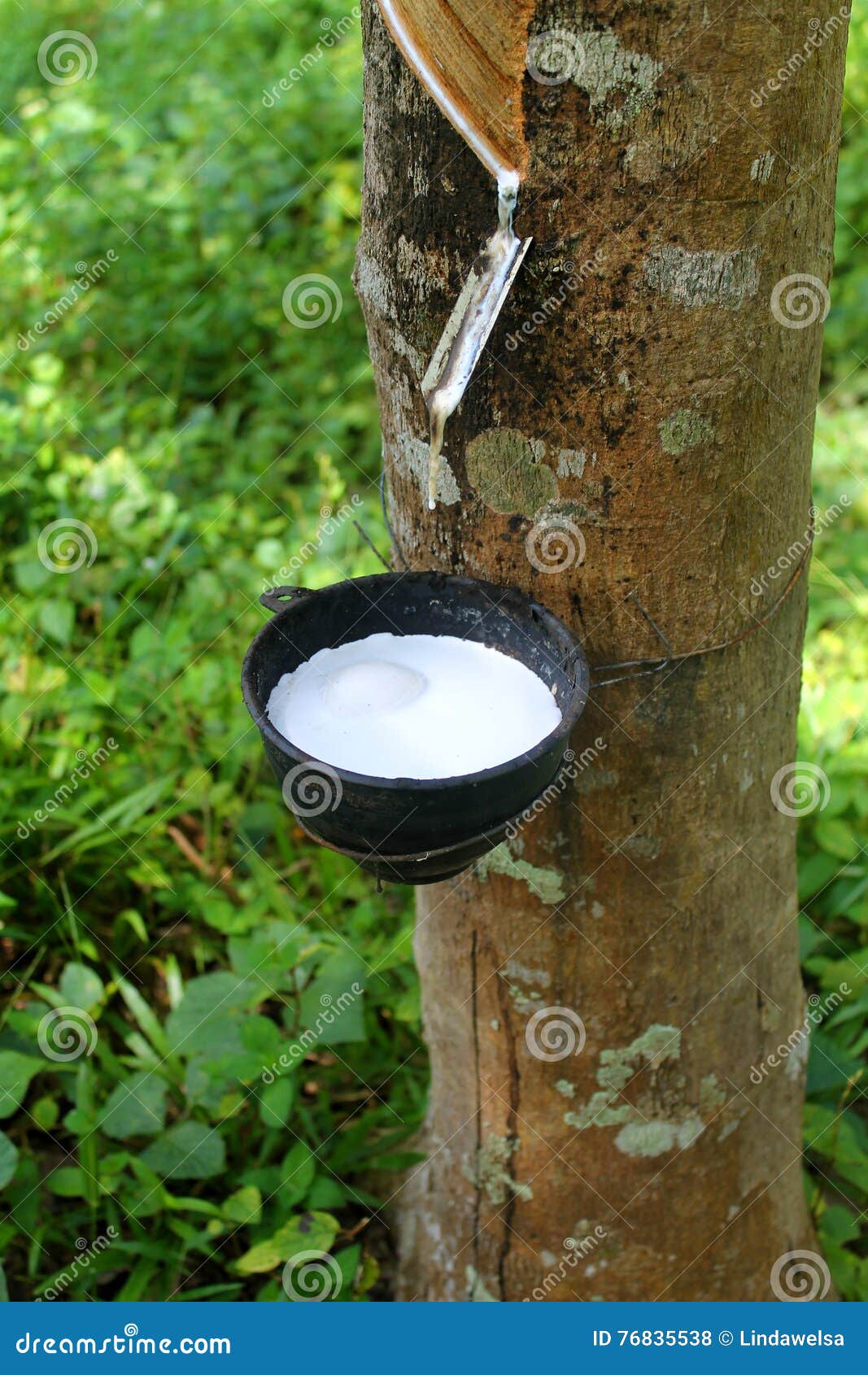 Natural Rubber Latex Trapped From Rubber Tree, Stock Photography ...