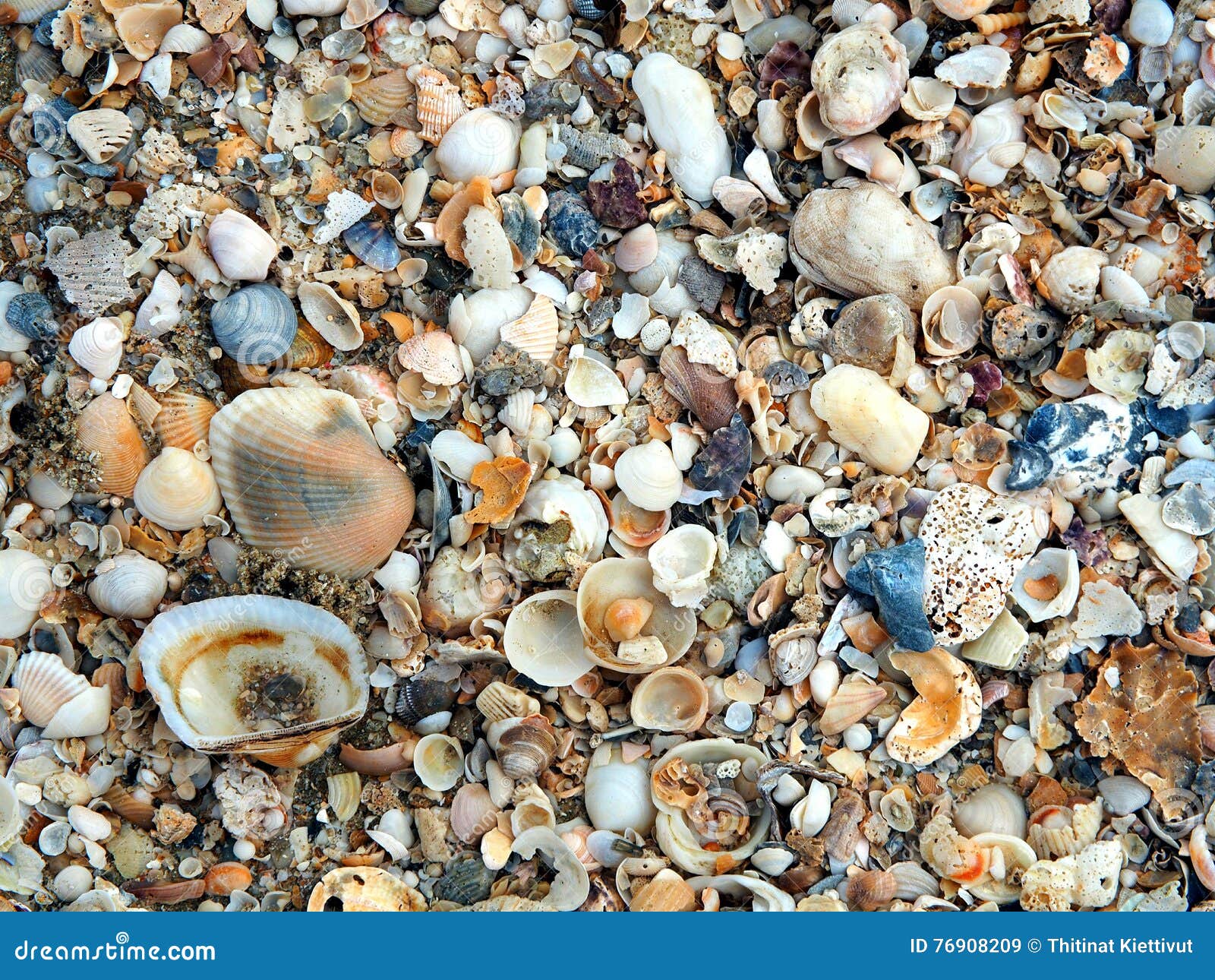 Natural sand and shells stock image. Image of shell, texture - 76908209