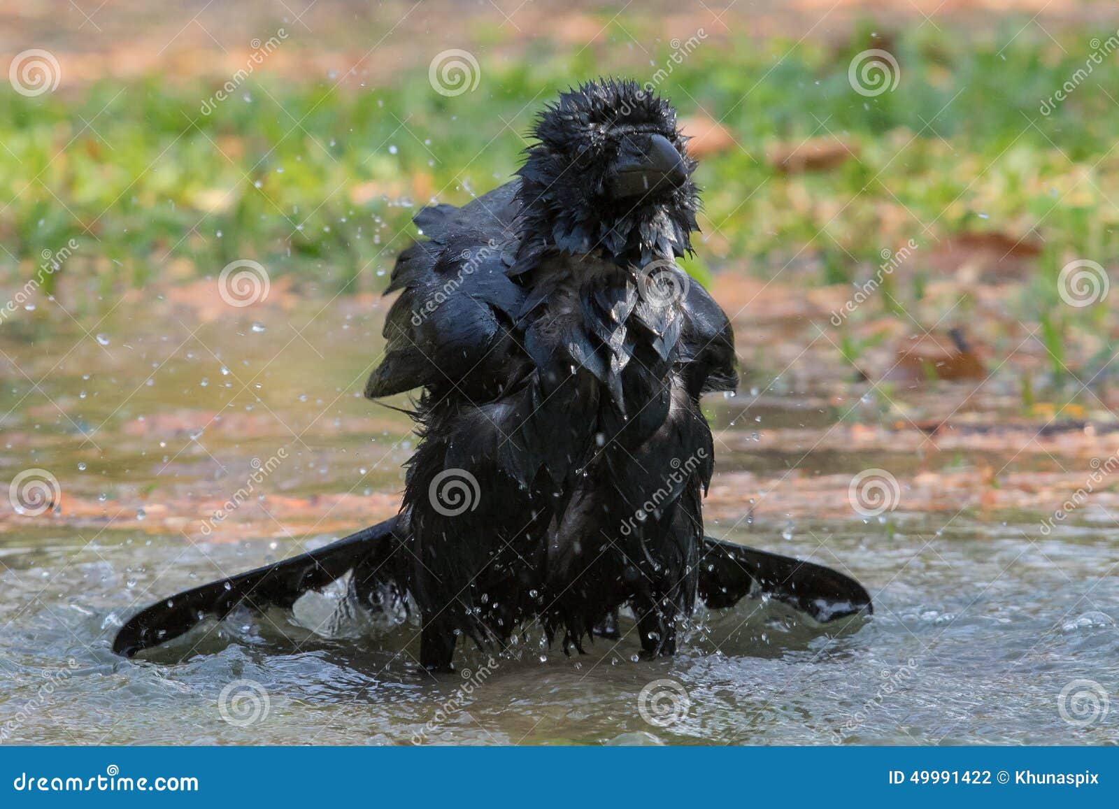 Natural Scene of Crow Bathing in Feild Stock Photo - Image of bath ...