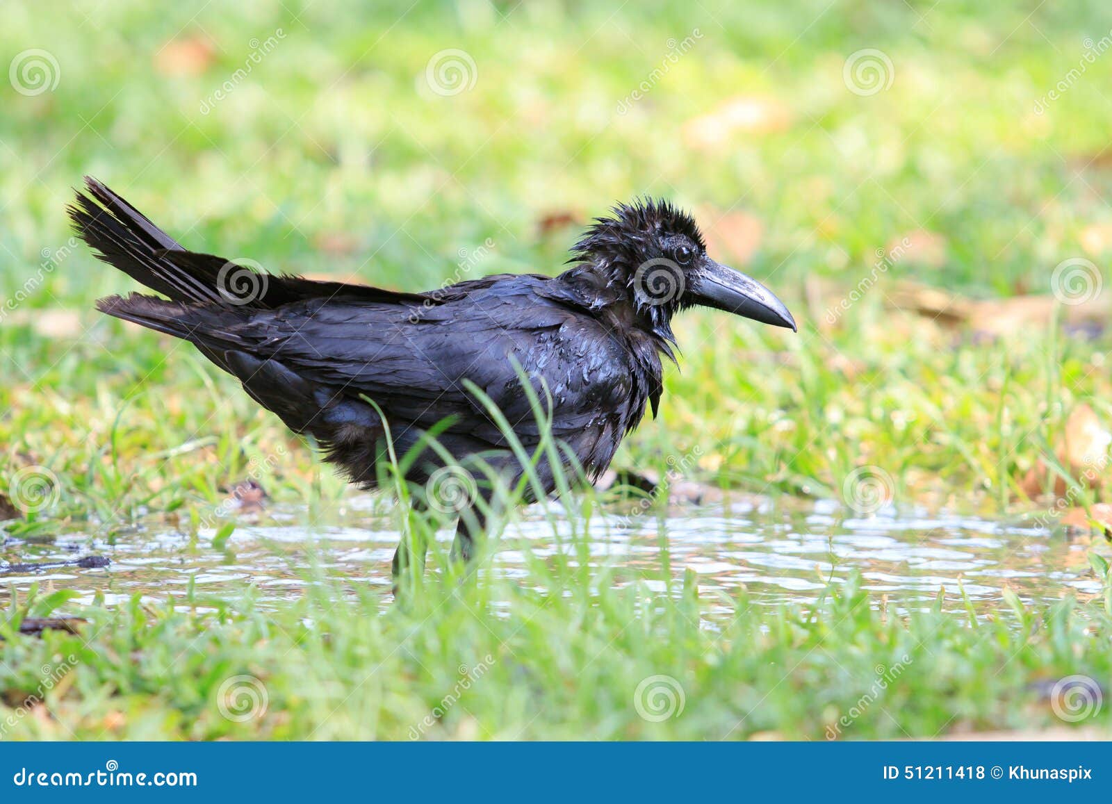 Natural Scene of Crow Bathing in Field Stock Photo - Image of float ...