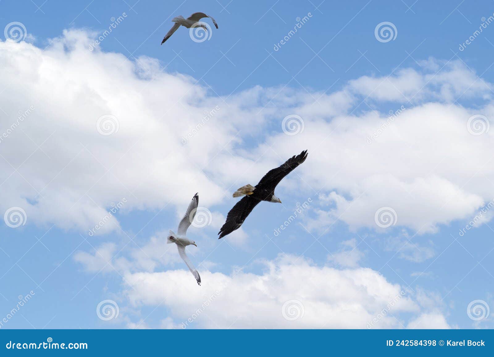 Bald Eagle Being Chased by a Seagull Stock Photo - Image of seagull ...