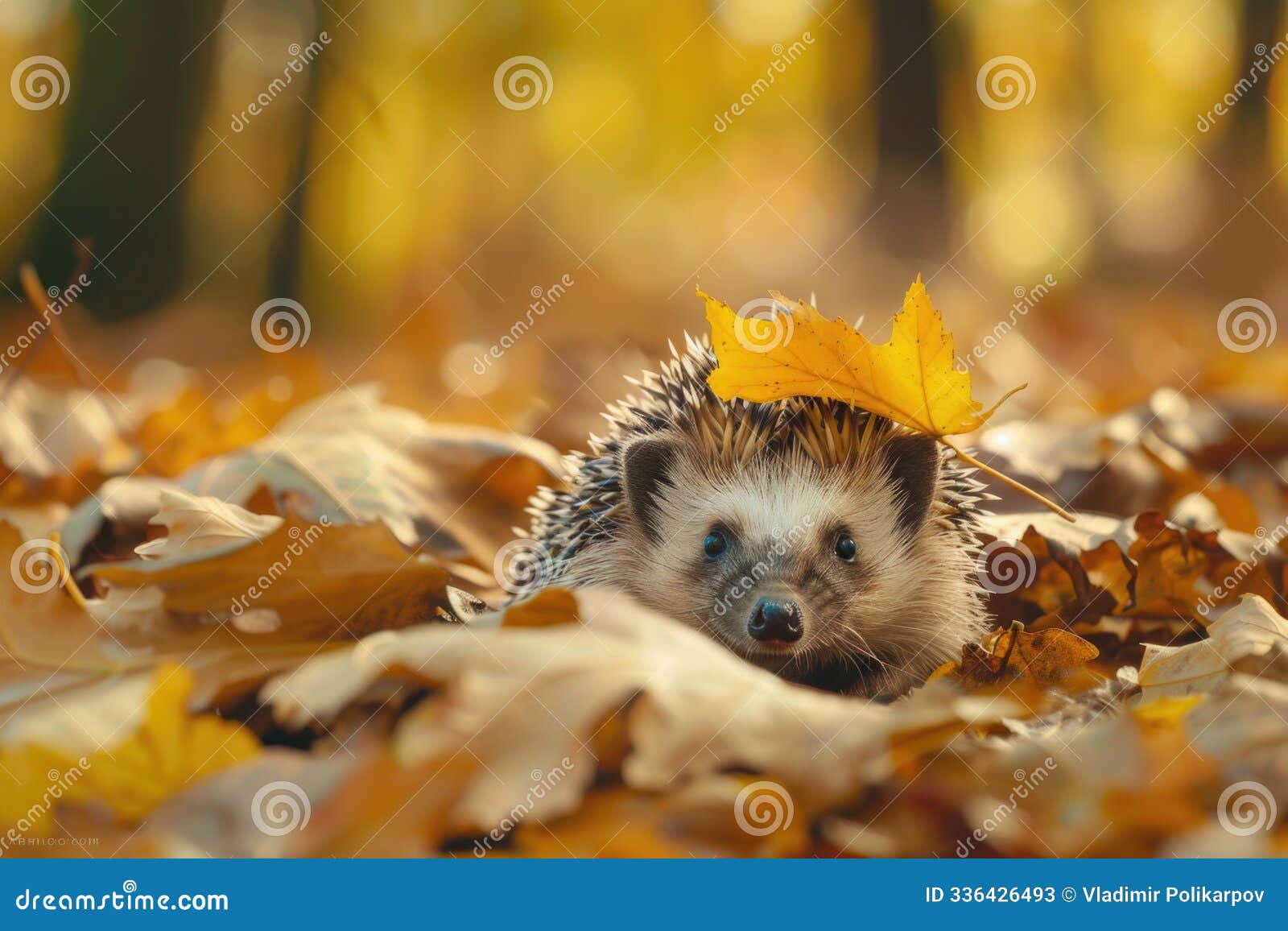 A Natural Scene Showing a Pile of Leaves with a Hidden Hedge Stock ...