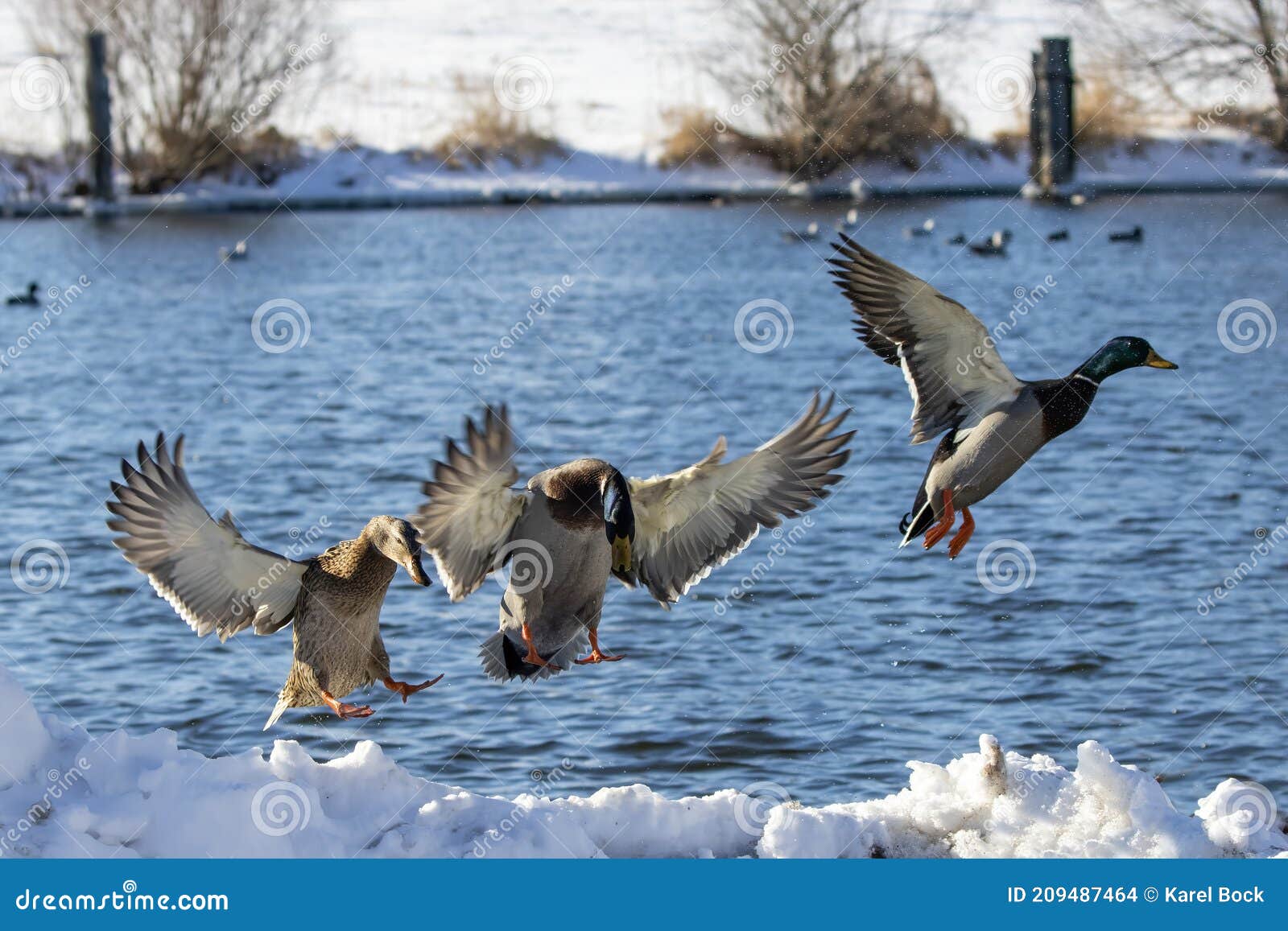 Mallards In Flight,view From Below, Isolated On White - Anas ...