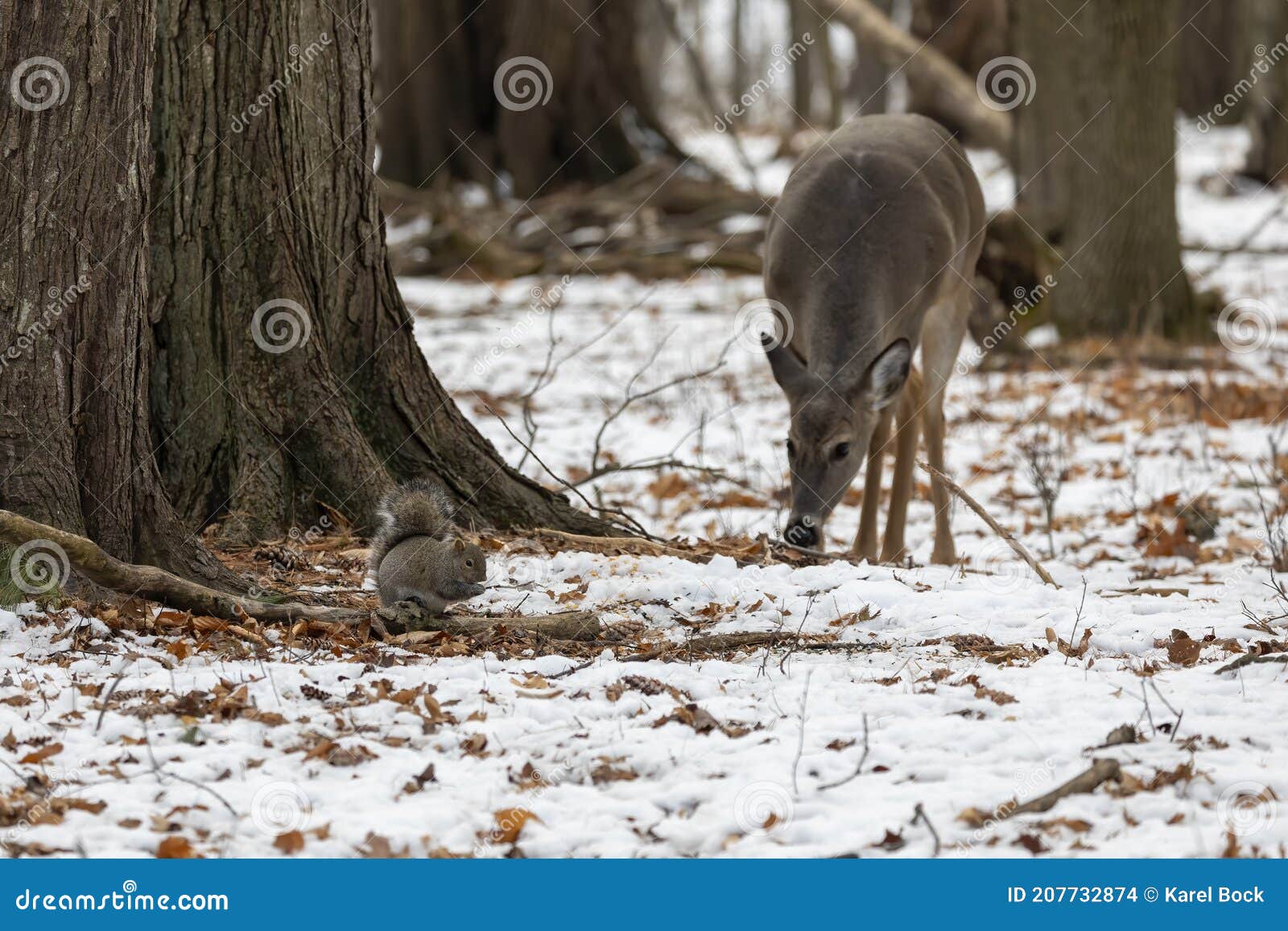 Eastern Gray Squirrel and White Tailed Deer in the Park. Stock Photo ...
