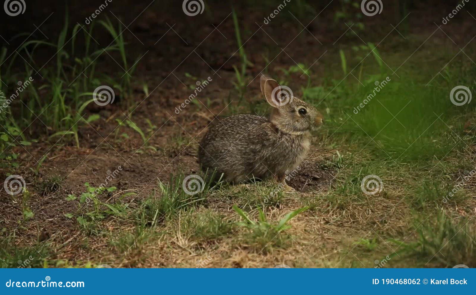 Young Wild Rabbit on Pasture Stock Footage - Video of mammal, outdoor ...
