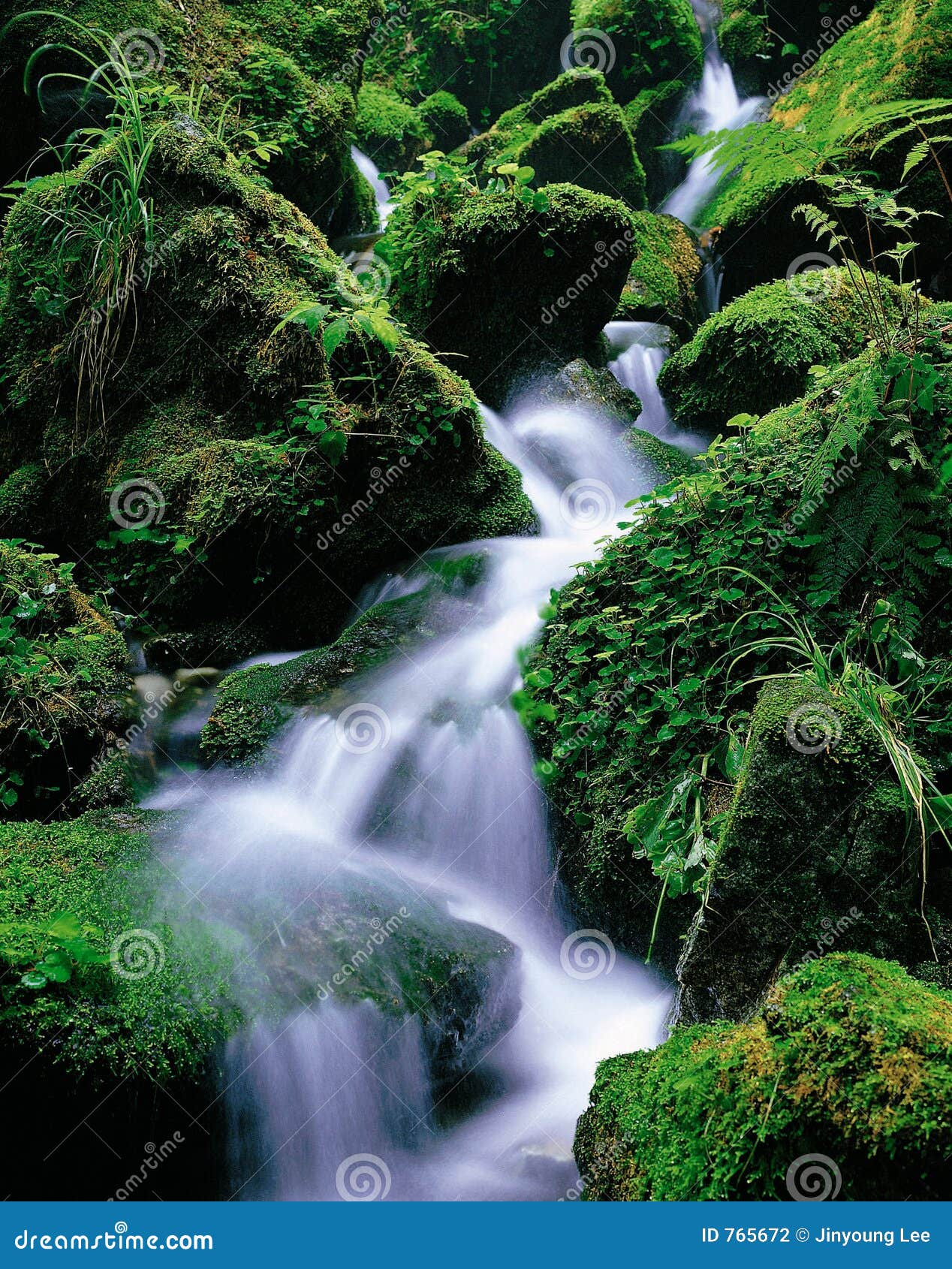 Natural Scenery stock photo. Image of outdoors, green, forest - 765672