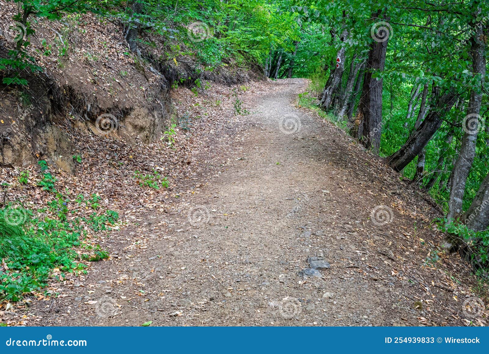 Natural Scenery of a Forest Trail Stock Image - Image of walk ...