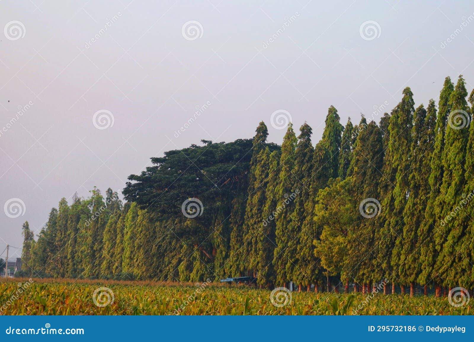 Natural Scenery in the Form of Rows of Trees and Rice Fields. Stock ...