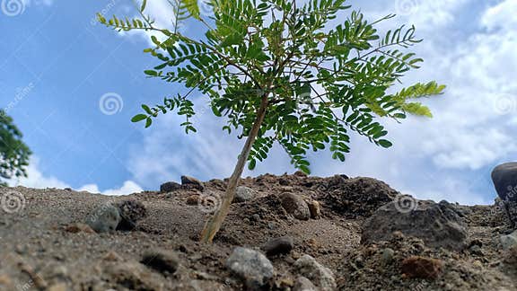 This is a Photo of a Wild Petai Tree Full HD Stock Photo - Image of ...