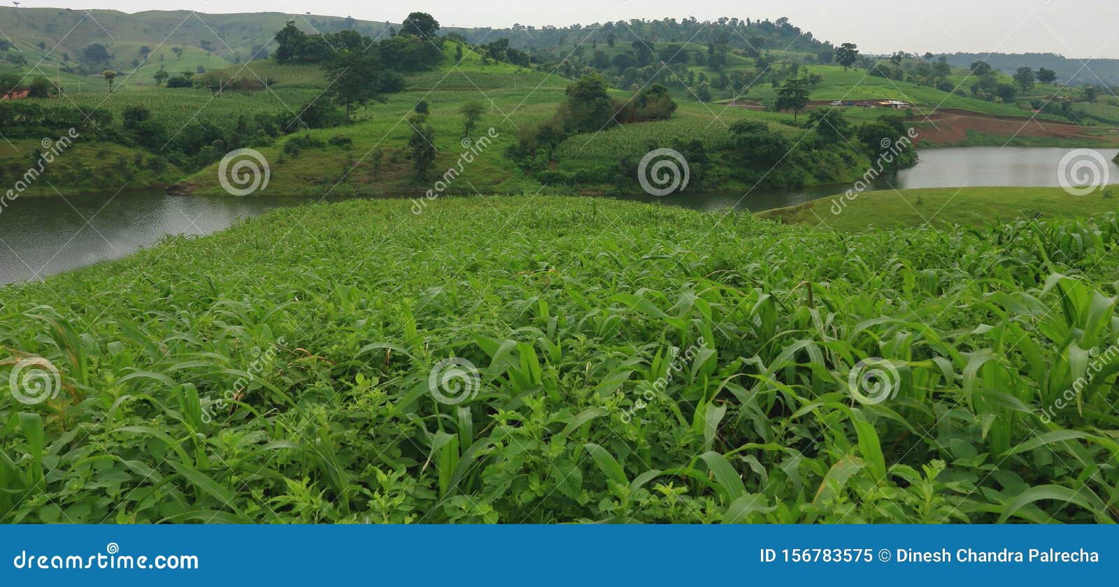 Natural Scenery in Greenery, Wallpaper Stock Image - Image of back ...
