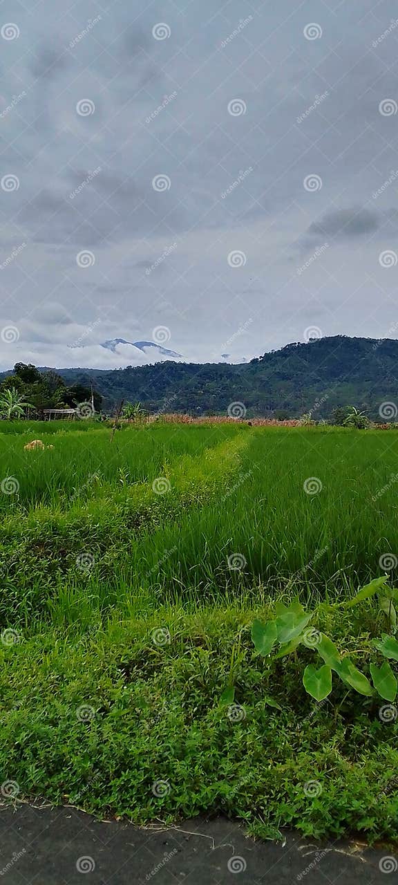 Natural Scenery from Indonesia, East Java Stock Photo - Image of ...