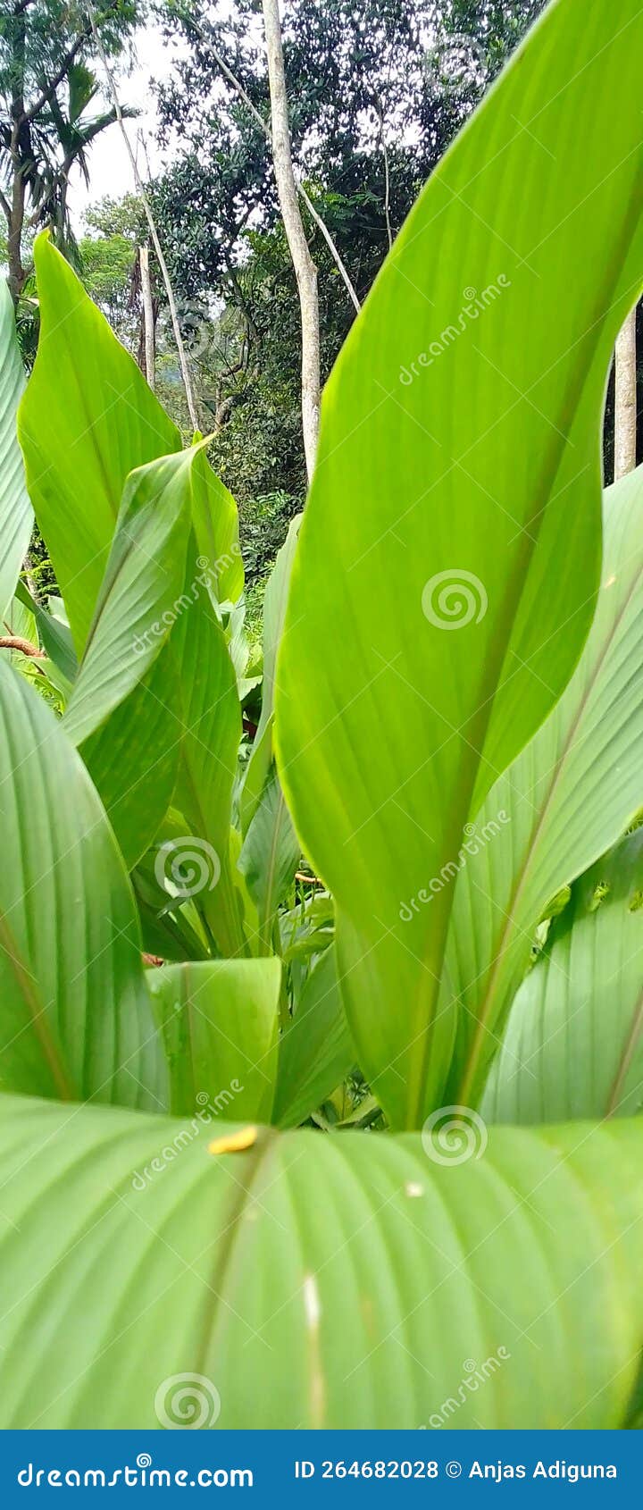 Natural Scenery from Indonesia, East Java Stock Photo - Image of branch ...