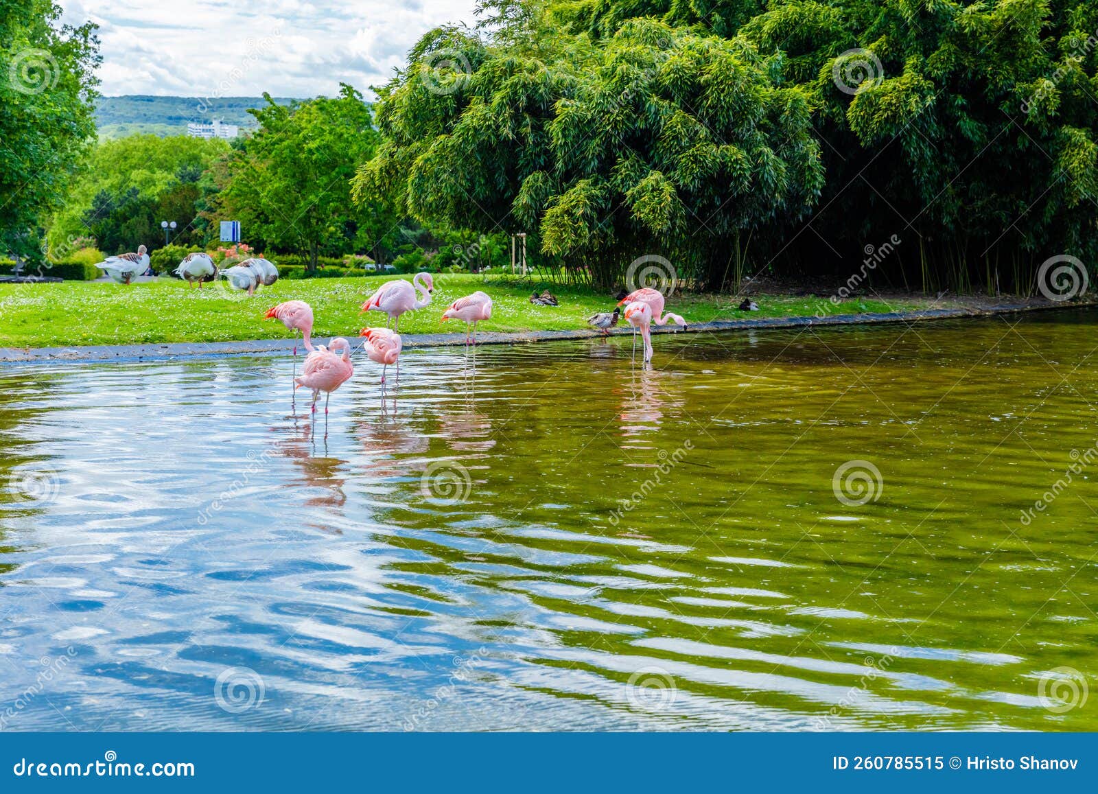 Natural Scenery on Lake with Fountain and Spring Trees Stock Image ...