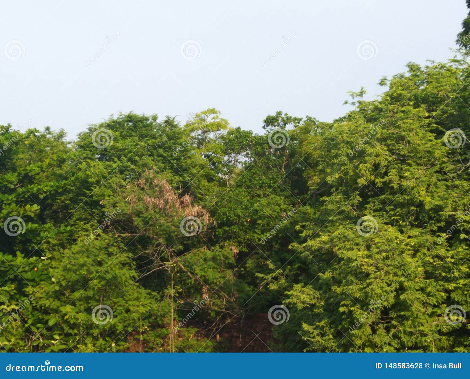 Natural scenery stock photo. Image of green, prosperity - 148583628