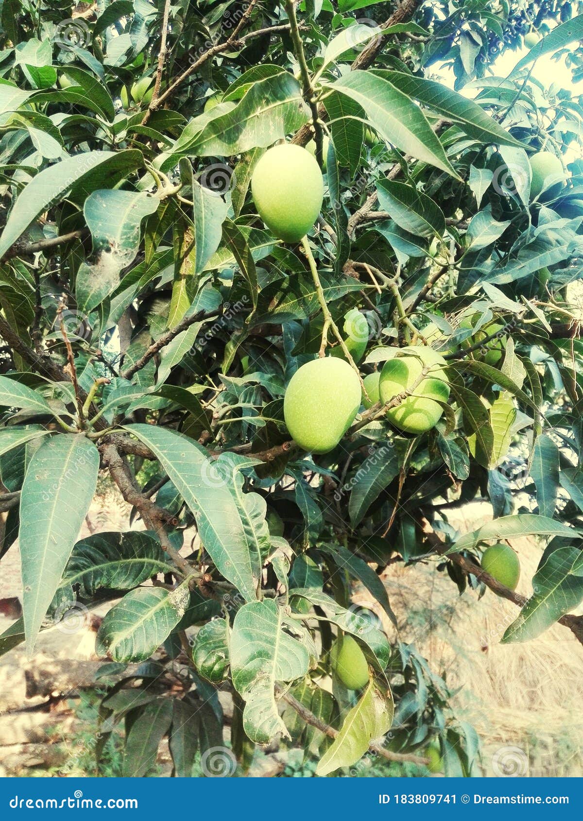 Natural scenery Raw mango stock image. Image of branch - 183809741