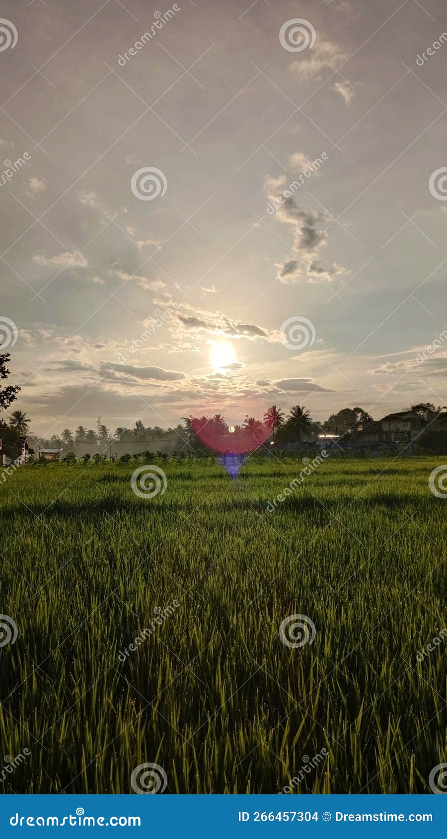 Natural Scenery of Rice Fields in the Morning Stock Photo - Image of ...
