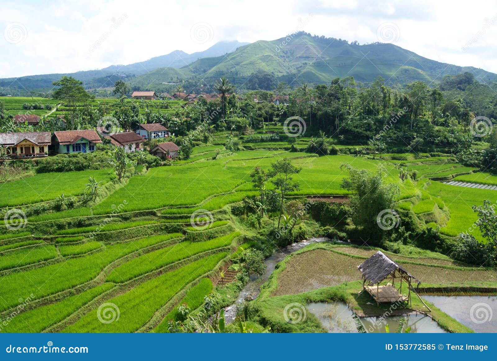 Natural Scenery in Rice Fields in Western Java Indonesia Stock Image ...
